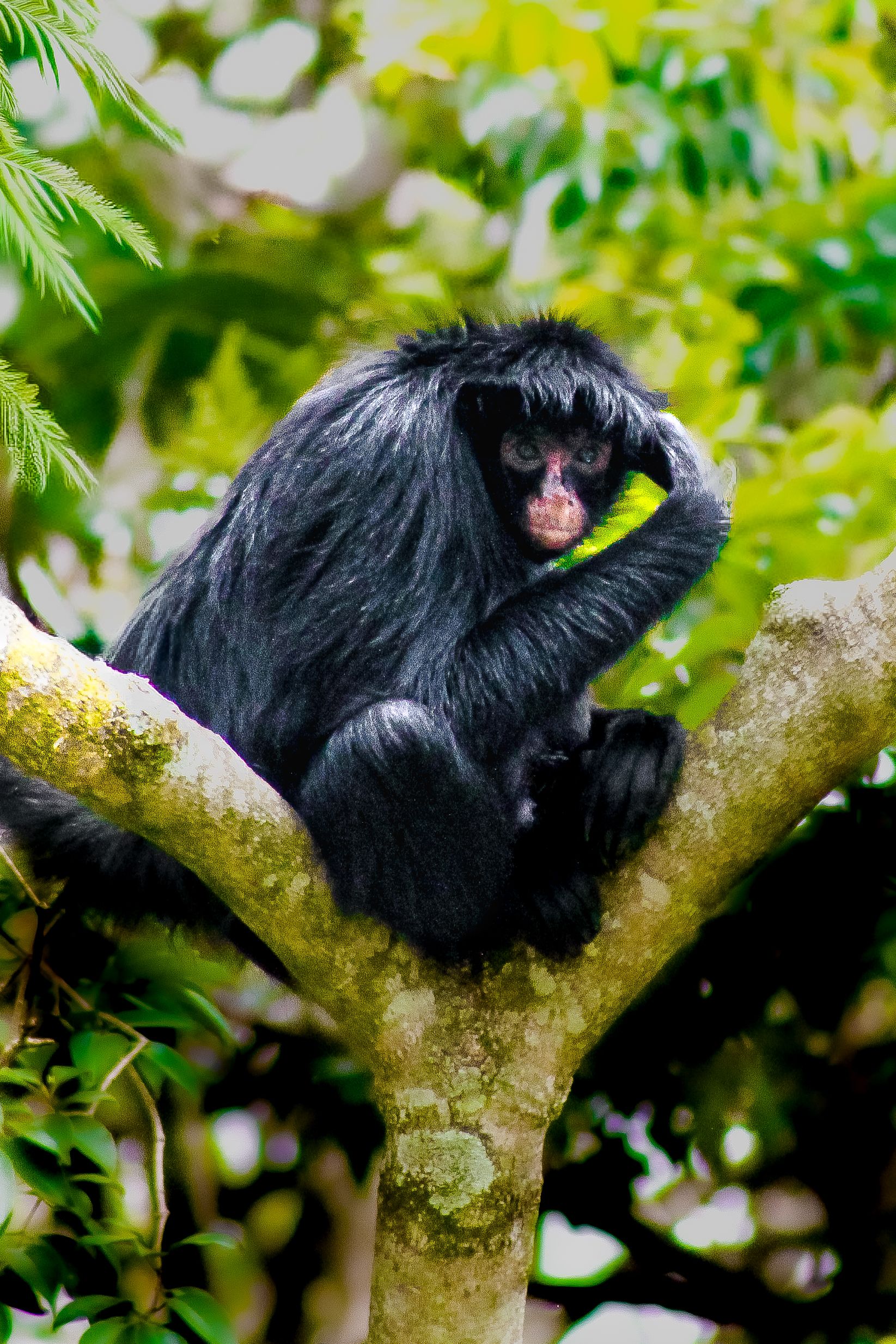 10.000+ melhores imagens de Macaco-da-bunda-rosa · Download 100% grátis ...