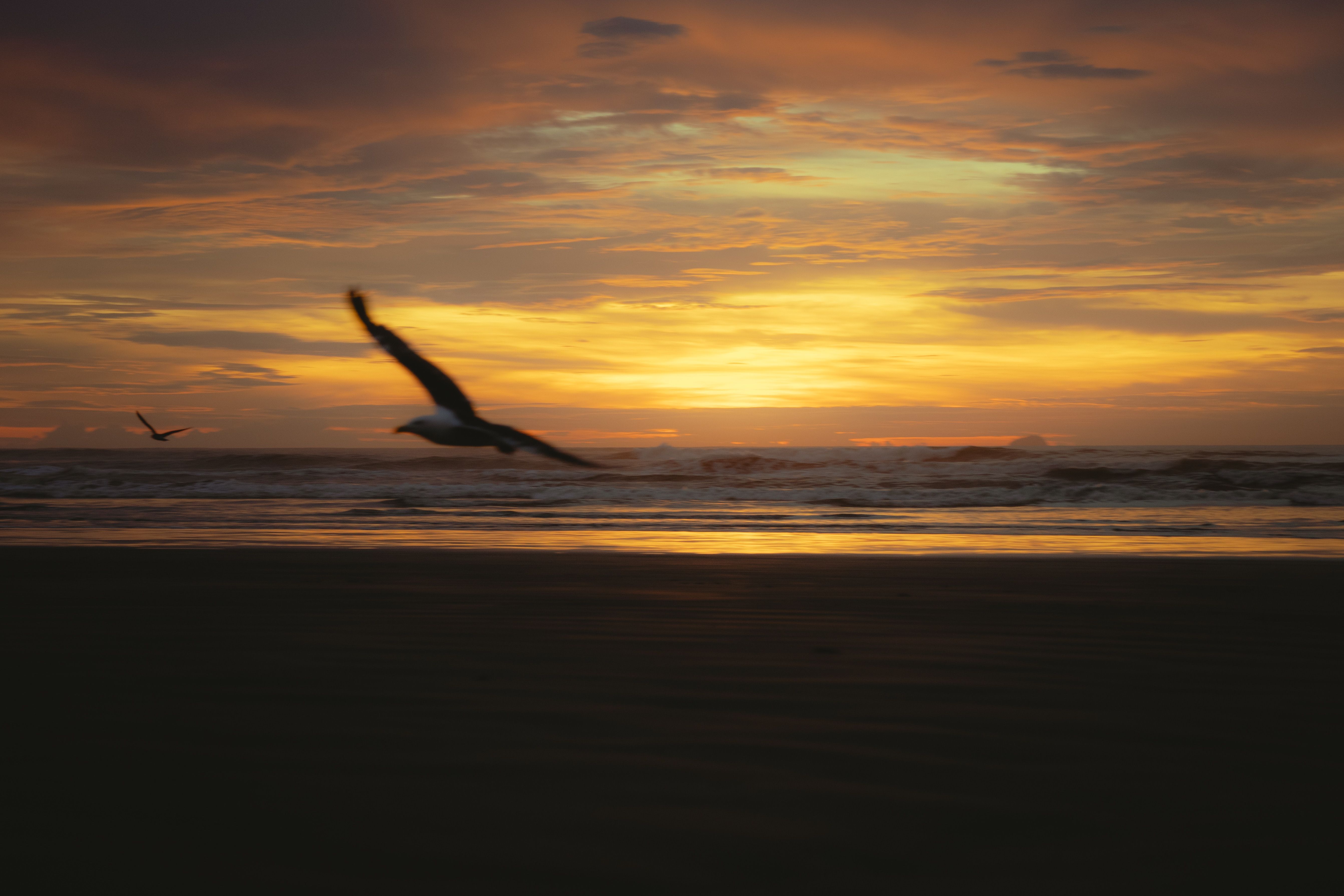 Seagulls Flying at Sunset Over Ocean Waves · Free Stock Photo
