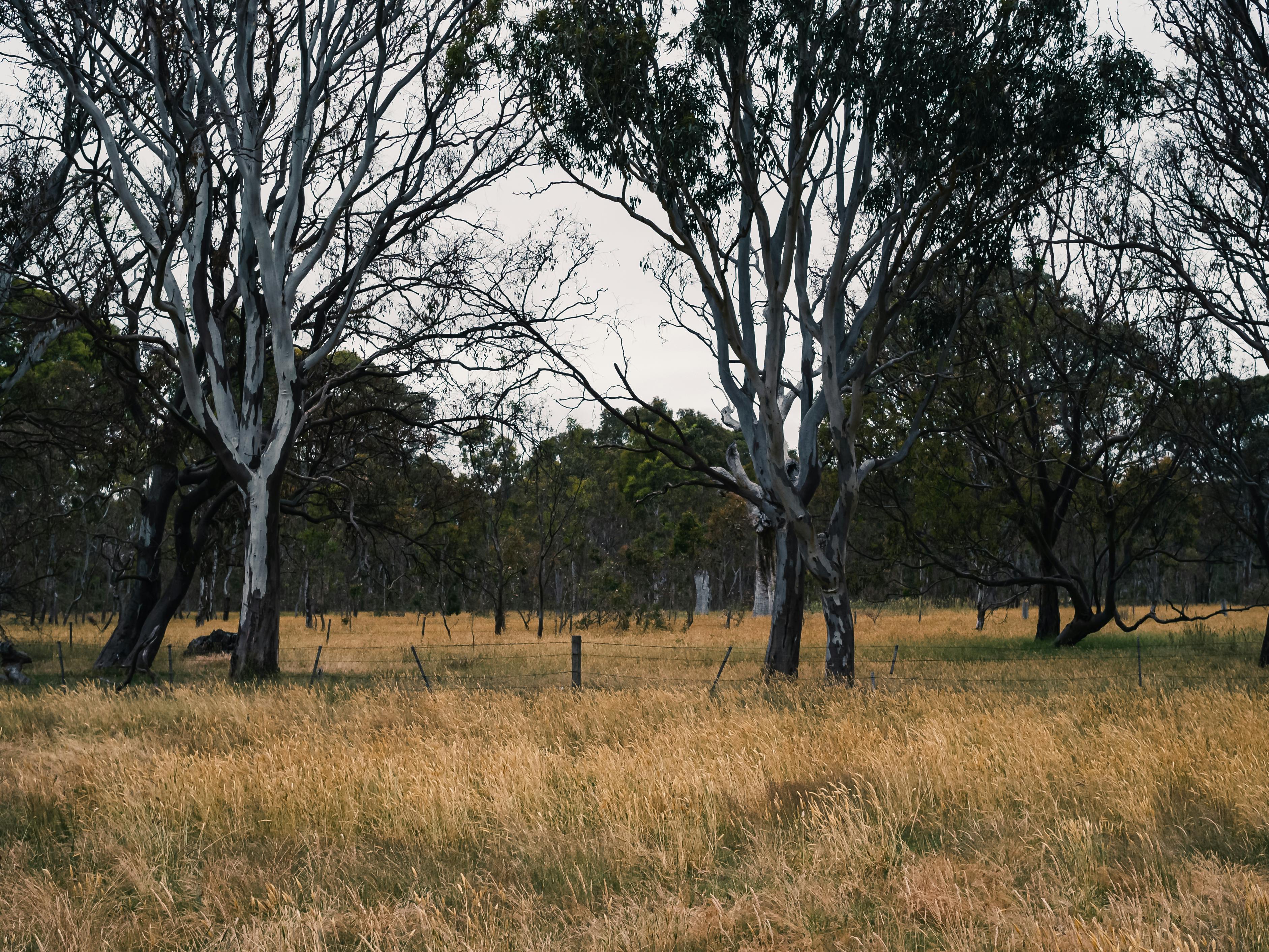 Desktop Wallpaper Australia Bush Photos, Download The BEST Free Desktop ...