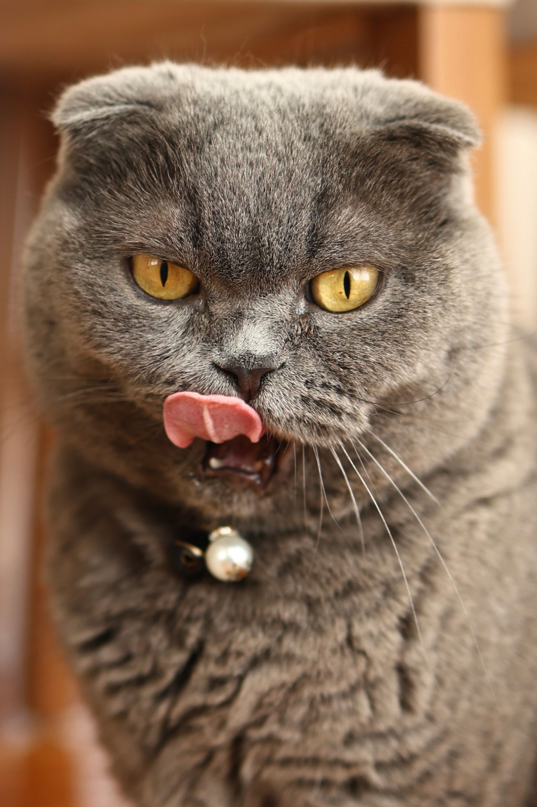 Cat Reaction Photos, Download The BEST Free Cat Reaction Stock Photos ...