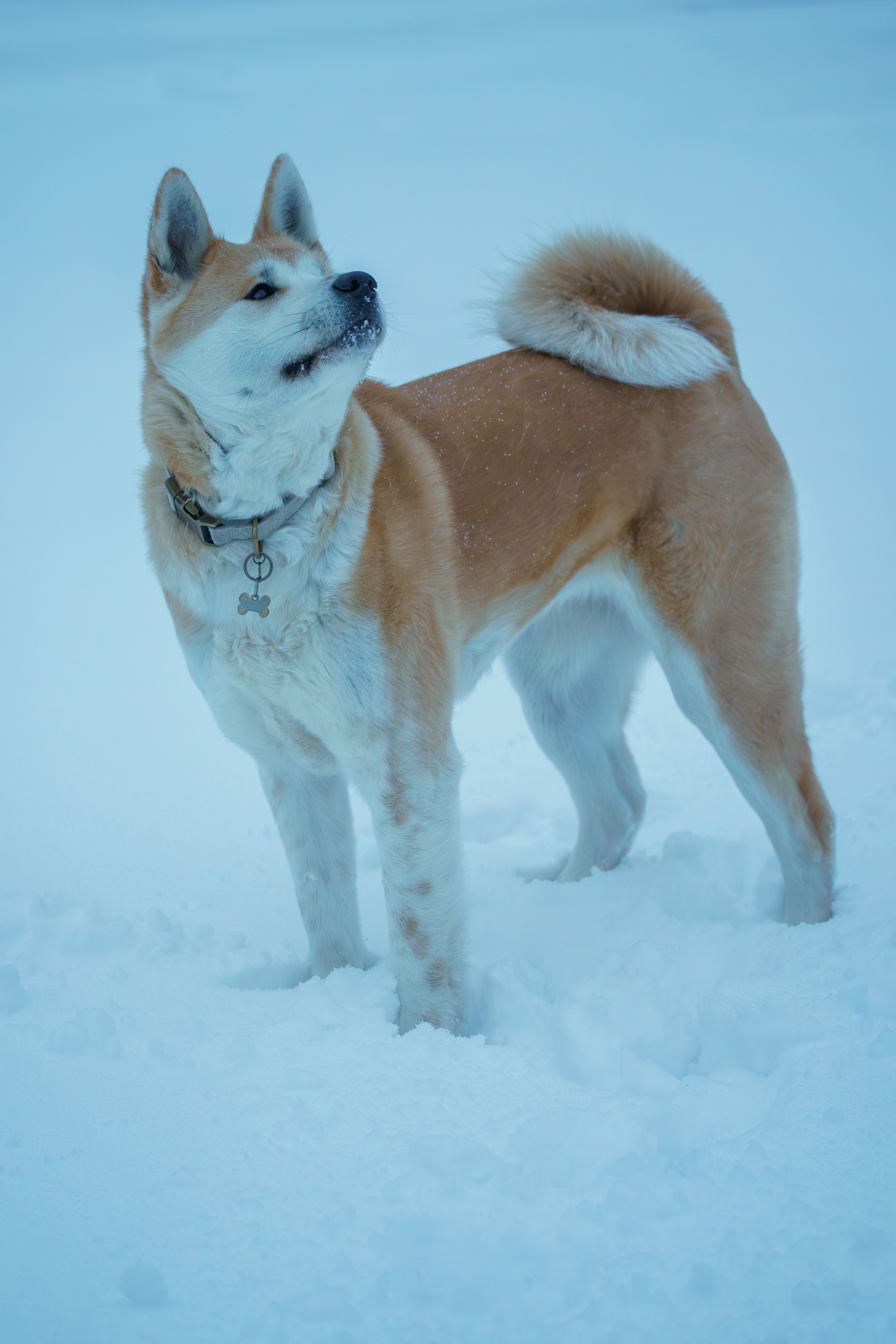 Swiss shepherd dog on snowy ground · Free Stock Photo