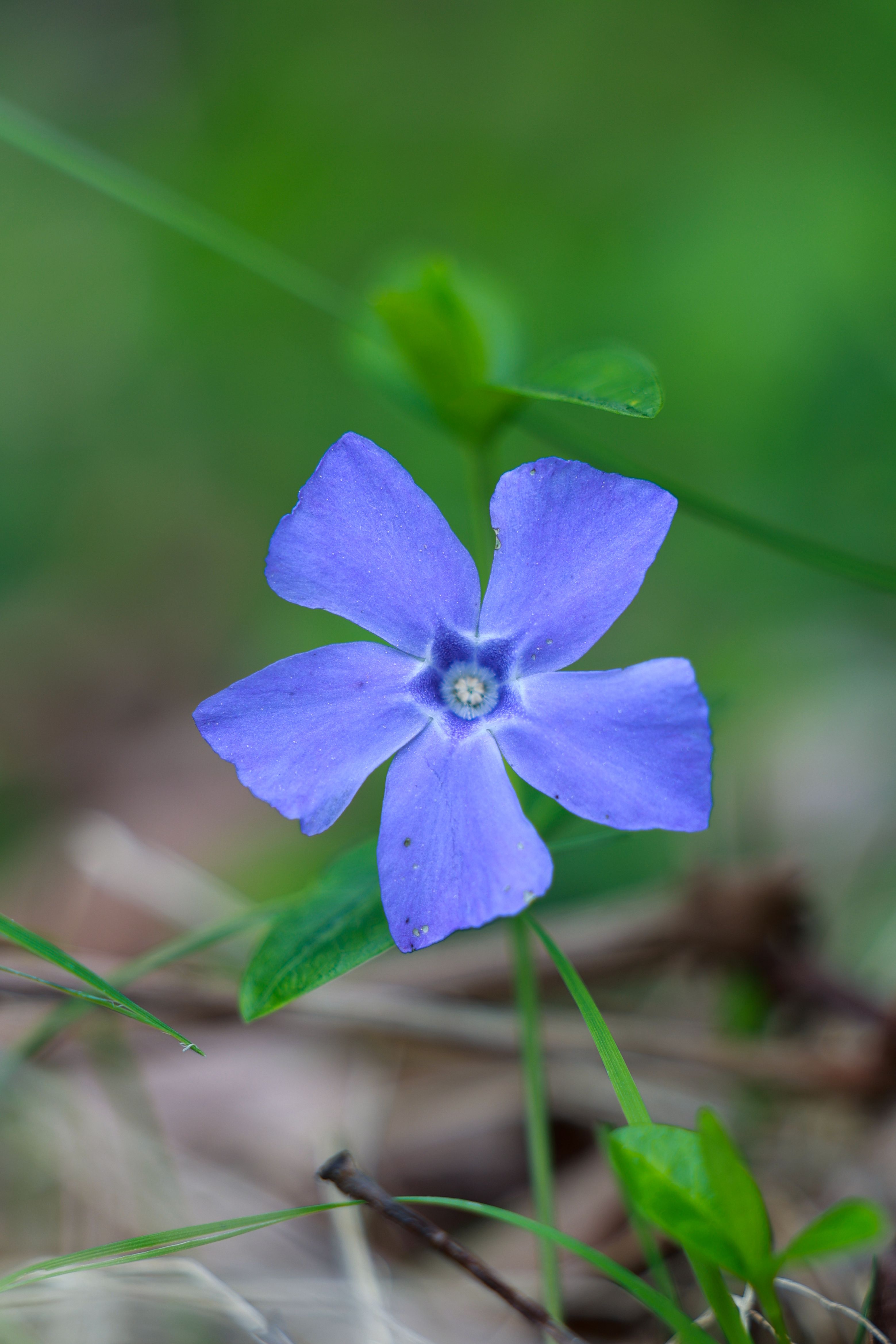 Close-up of a Single Periwinkle Flower in Bloom · Free Stock Photo