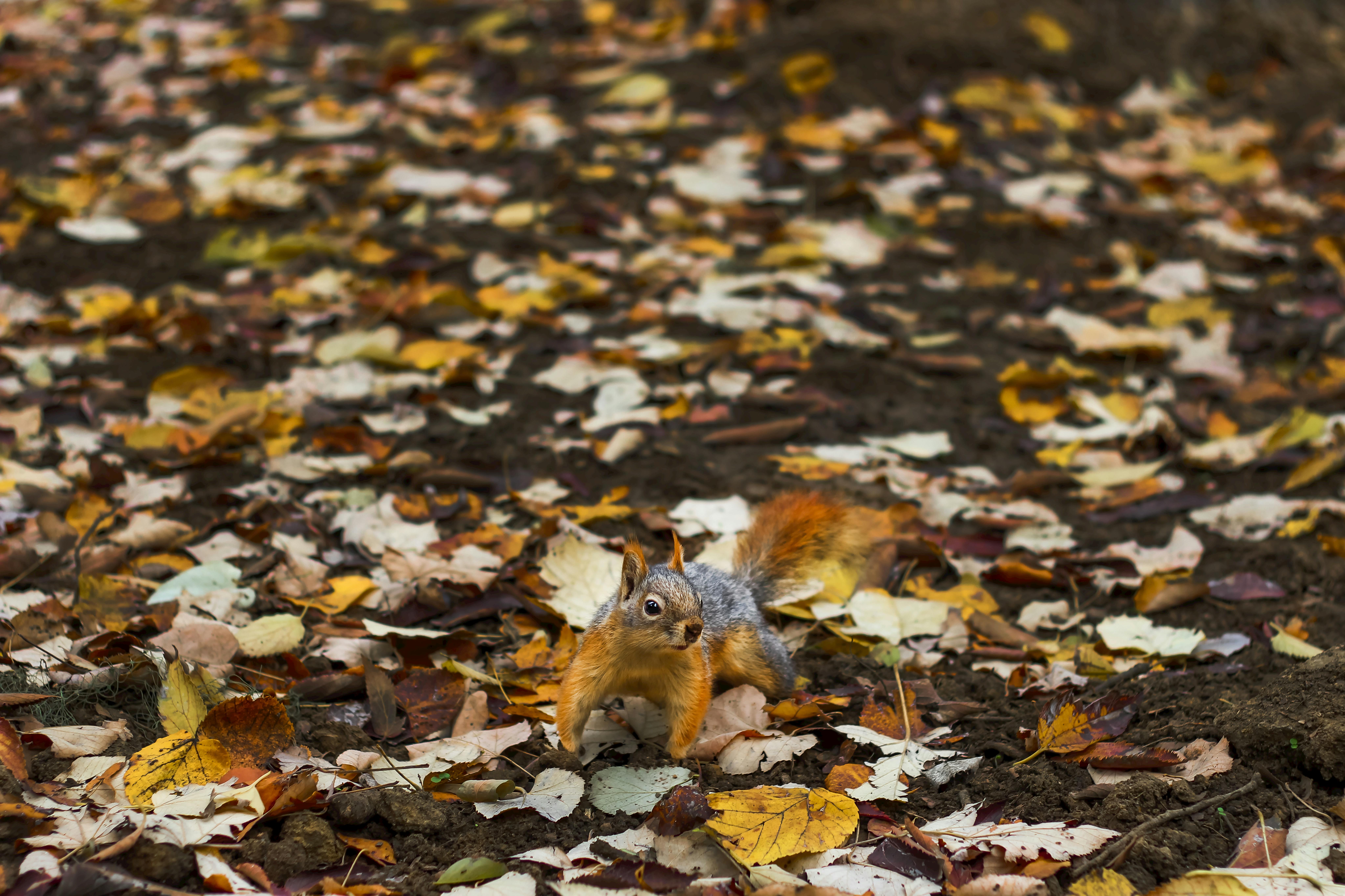 Peugeot+Wallpaper+Pinterest Photos, Download The BEST Free Peugeot ...