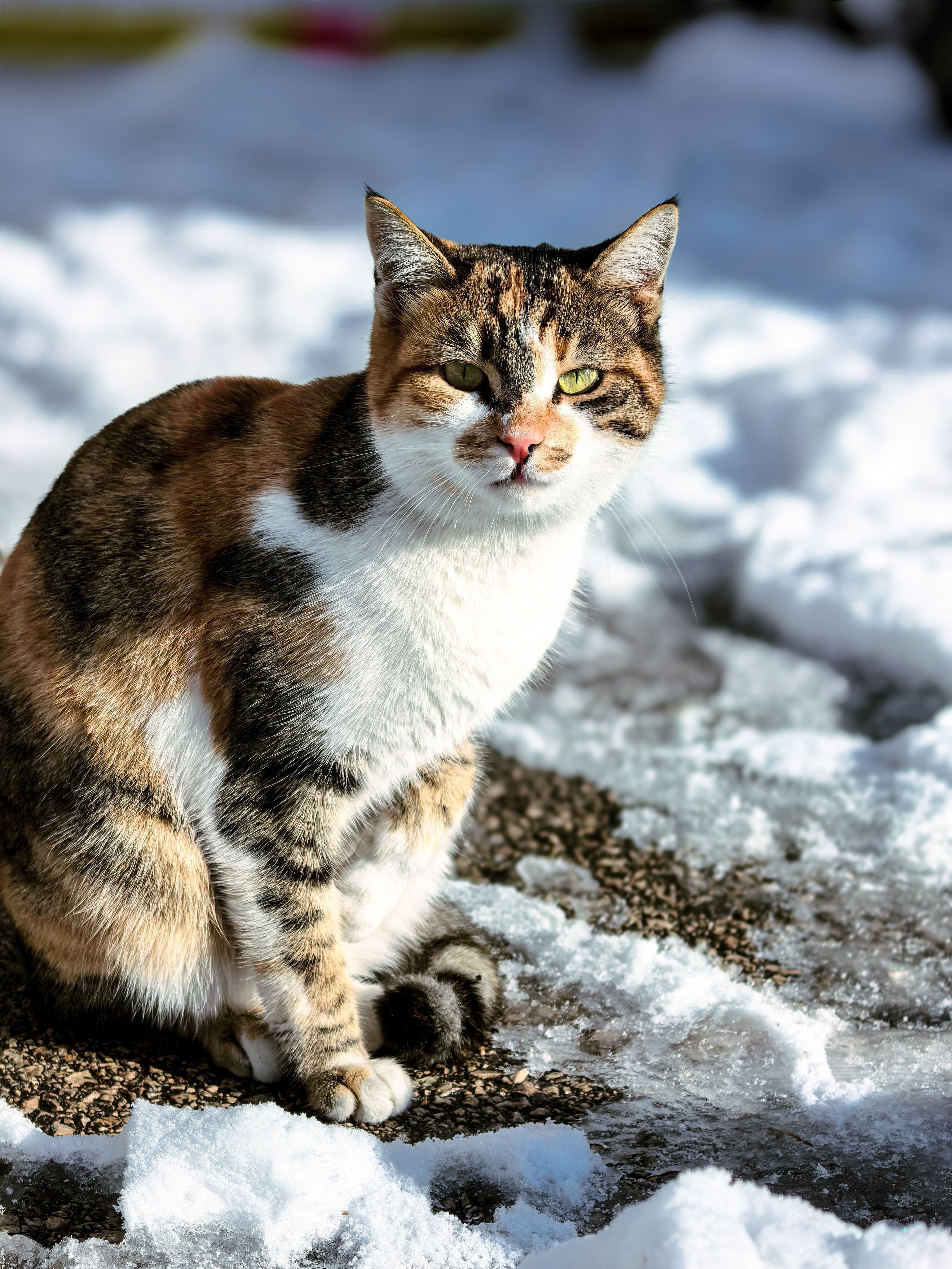 Cat Reaction Photos, Download The BEST Free Cat Reaction Stock Photos ...