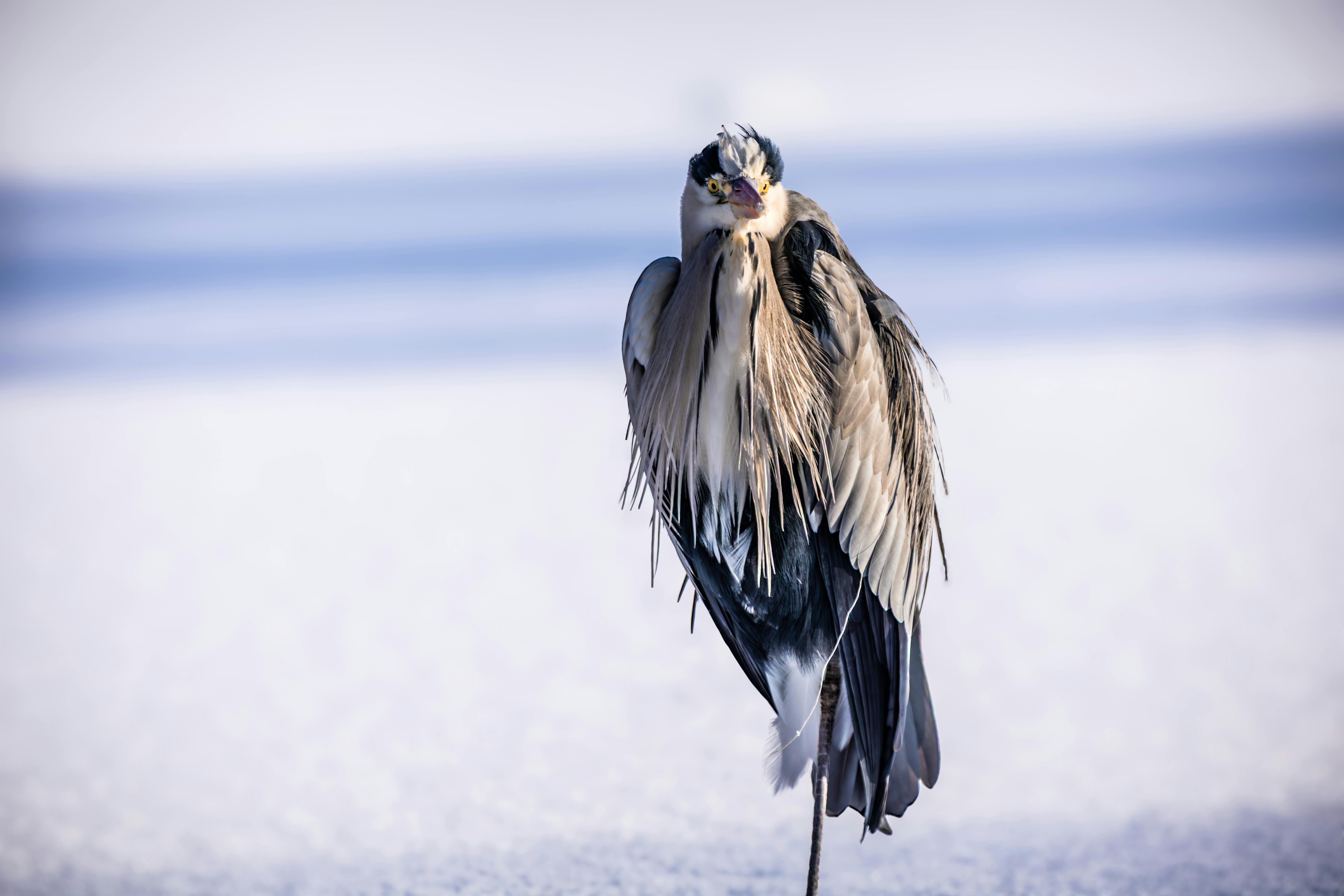 Great Egret in Snowy Berlin Winter Scene · Free Stock Photo