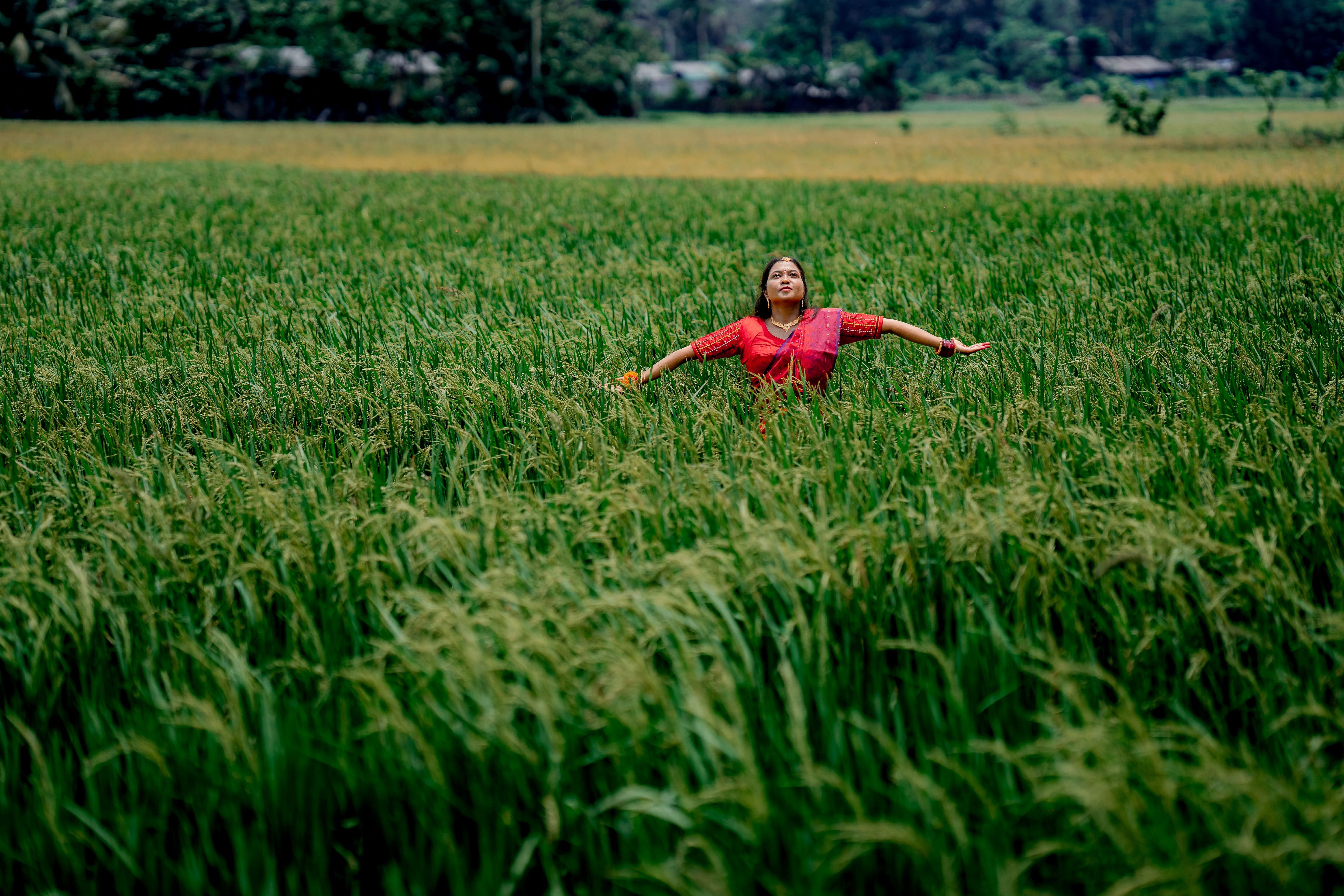 Rice Images Photos, Download The BEST Free Rice Images Stock Photos ...