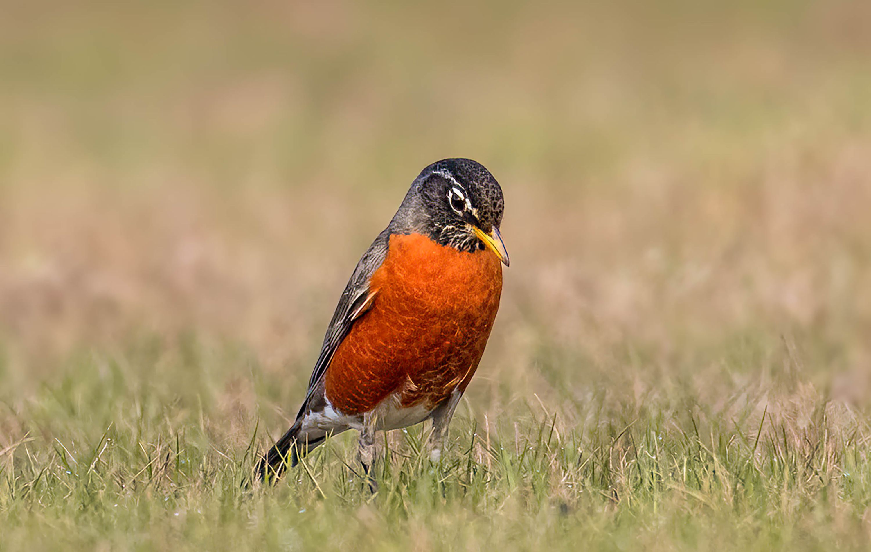 Vibrant American Robin in Florida Grasslands · Free Stock Photo