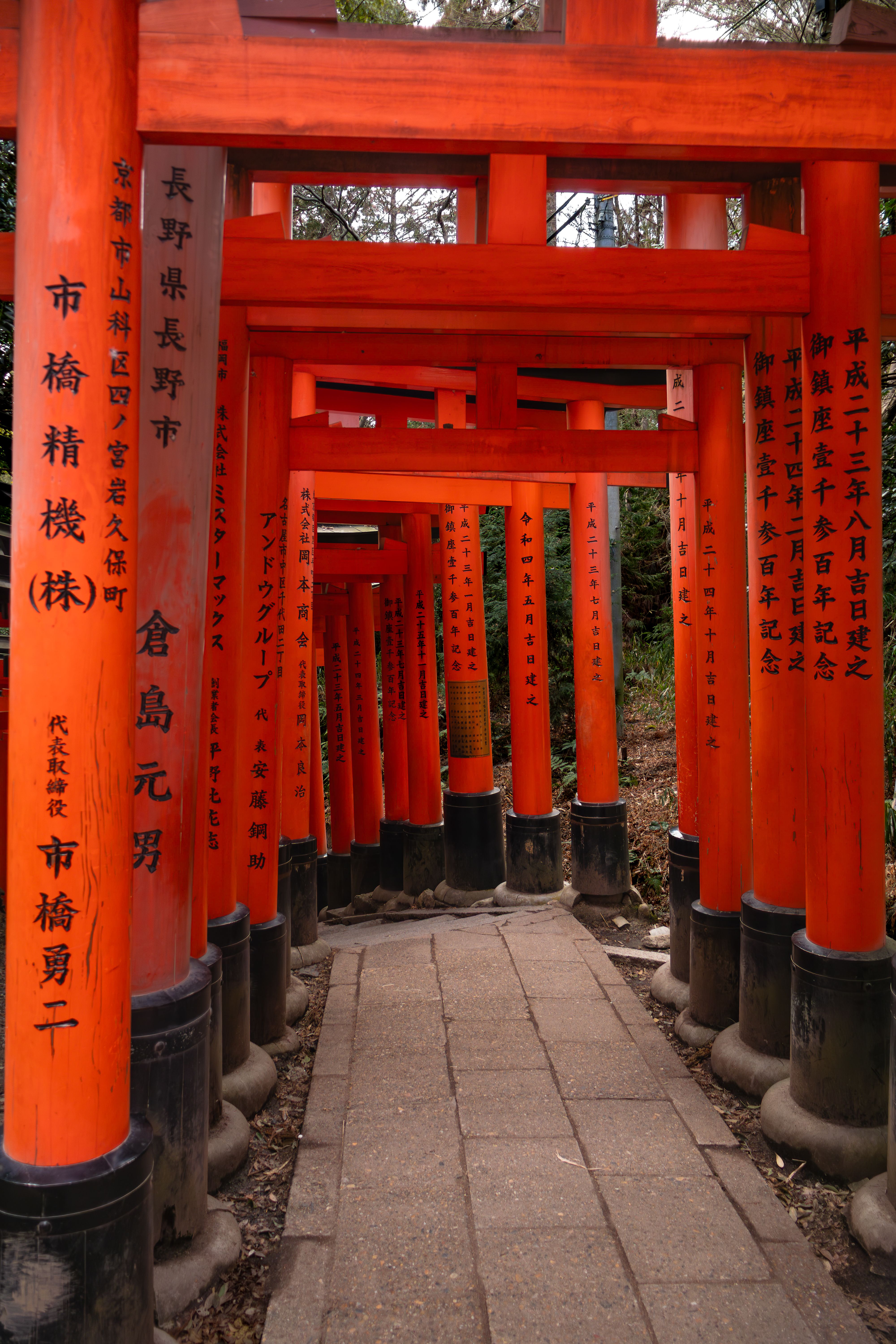 Japan Forest Photos, Download The BEST Free Japan Forest Stock Photos ...