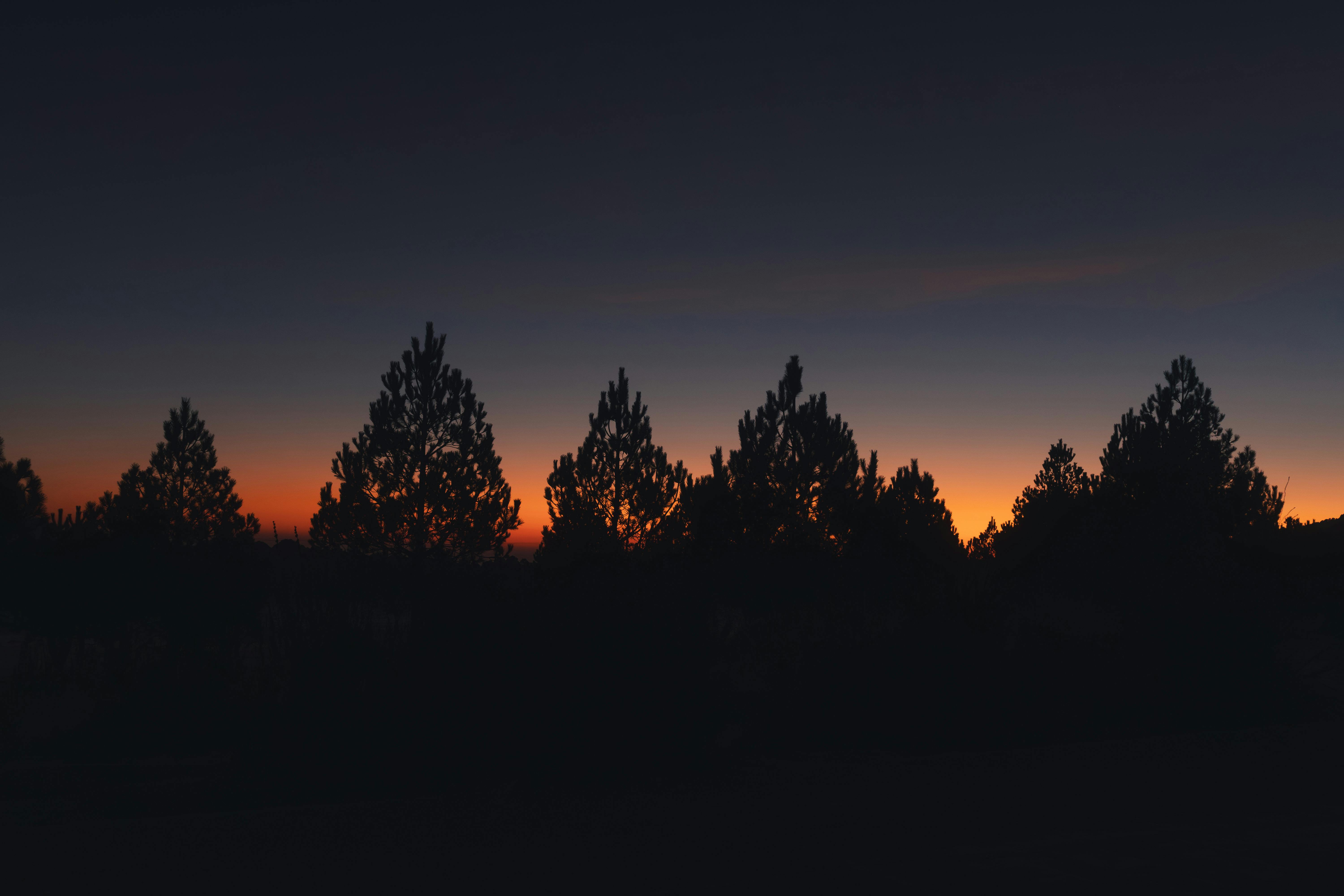 Silhouet Van Dennenbomen In De Schemering · Gratis stockfoto