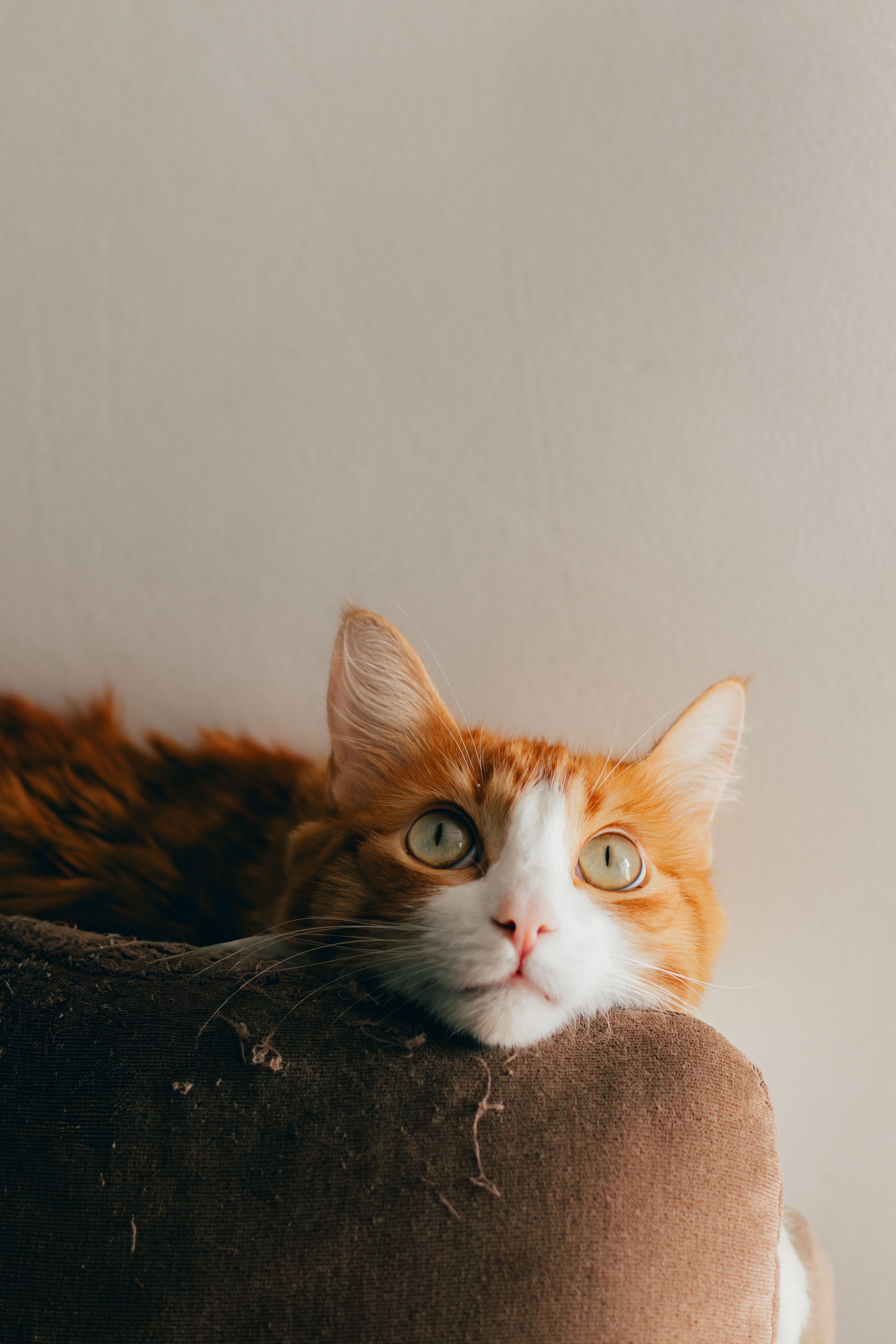 Cat Reaction Photos, Download The BEST Free Cat Reaction Stock Photos ...