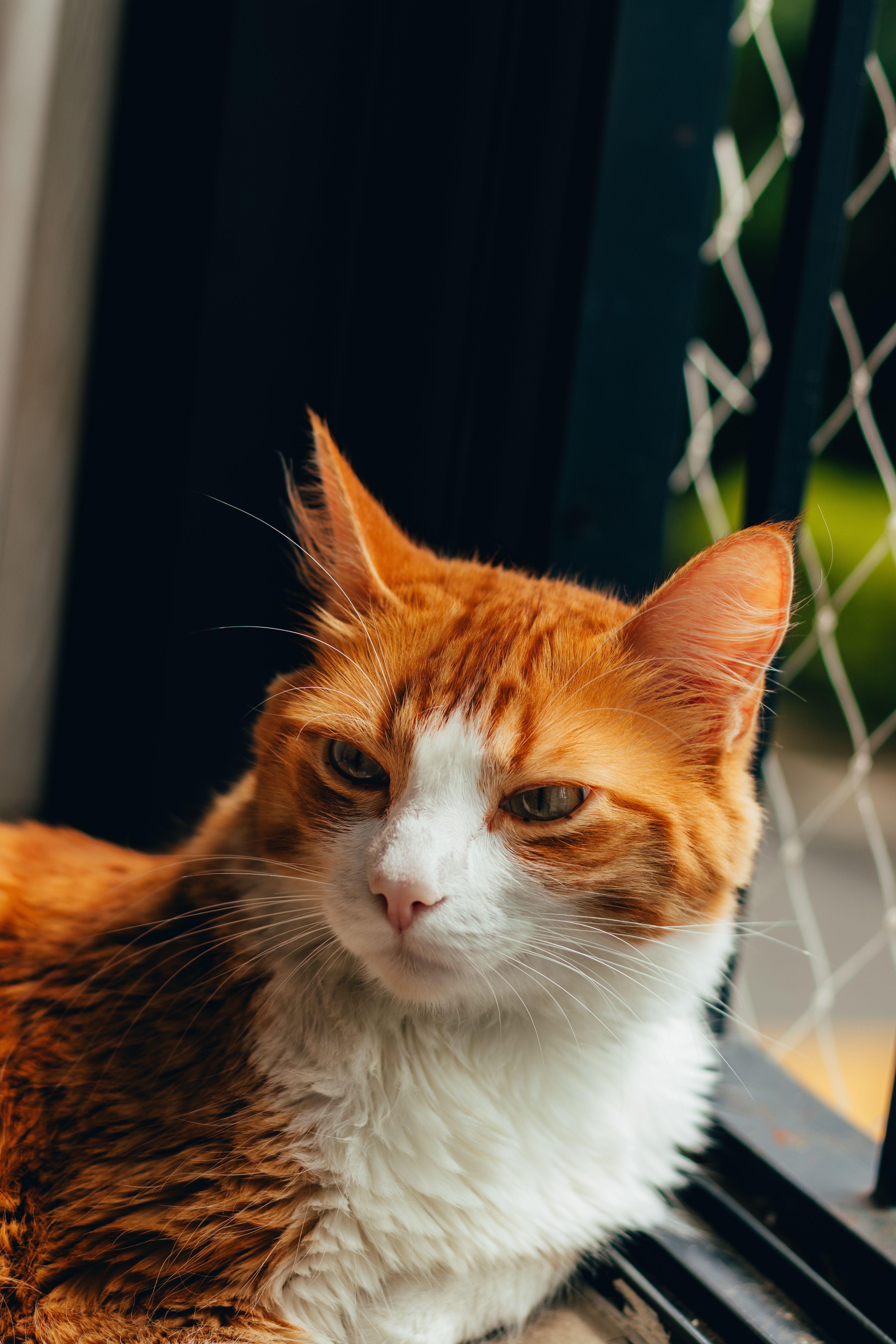 Cat Reaction Photos, Download The BEST Free Cat Reaction Stock Photos ...