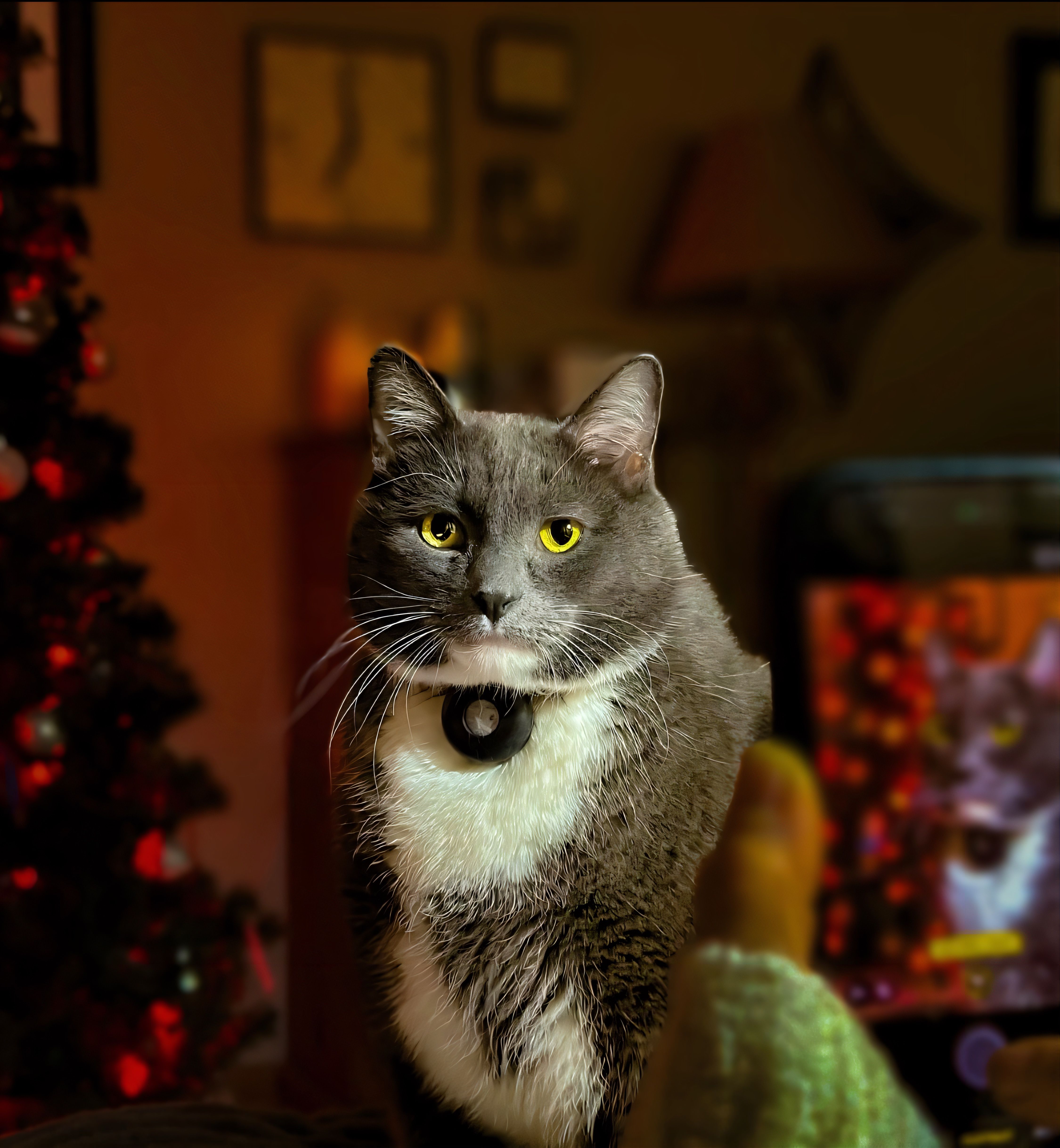 Cat Reaction Photos, Download The BEST Free Cat Reaction Stock Photos ...