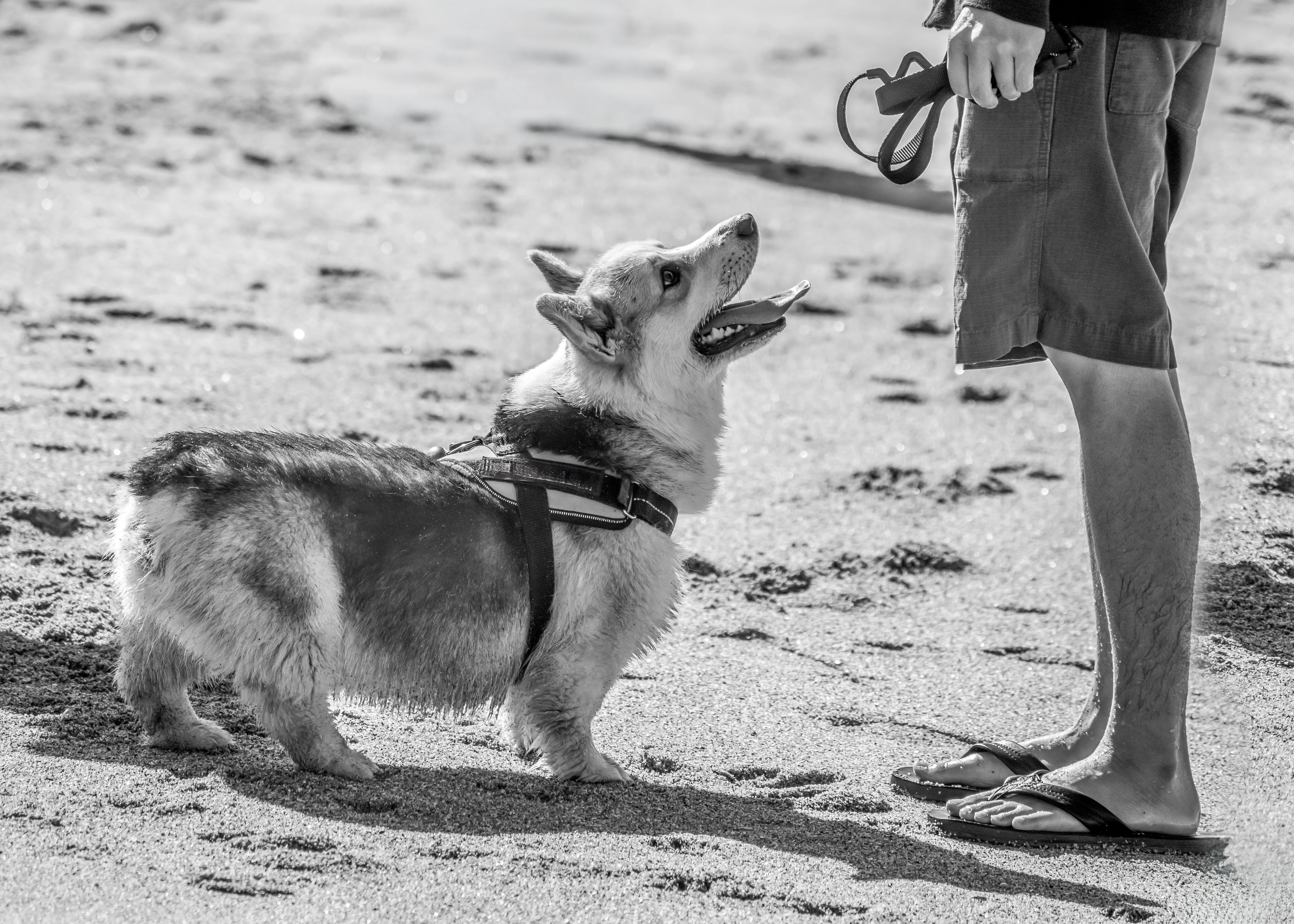 Charming Corgi at the Beach in Black and White · Free Stock Photo