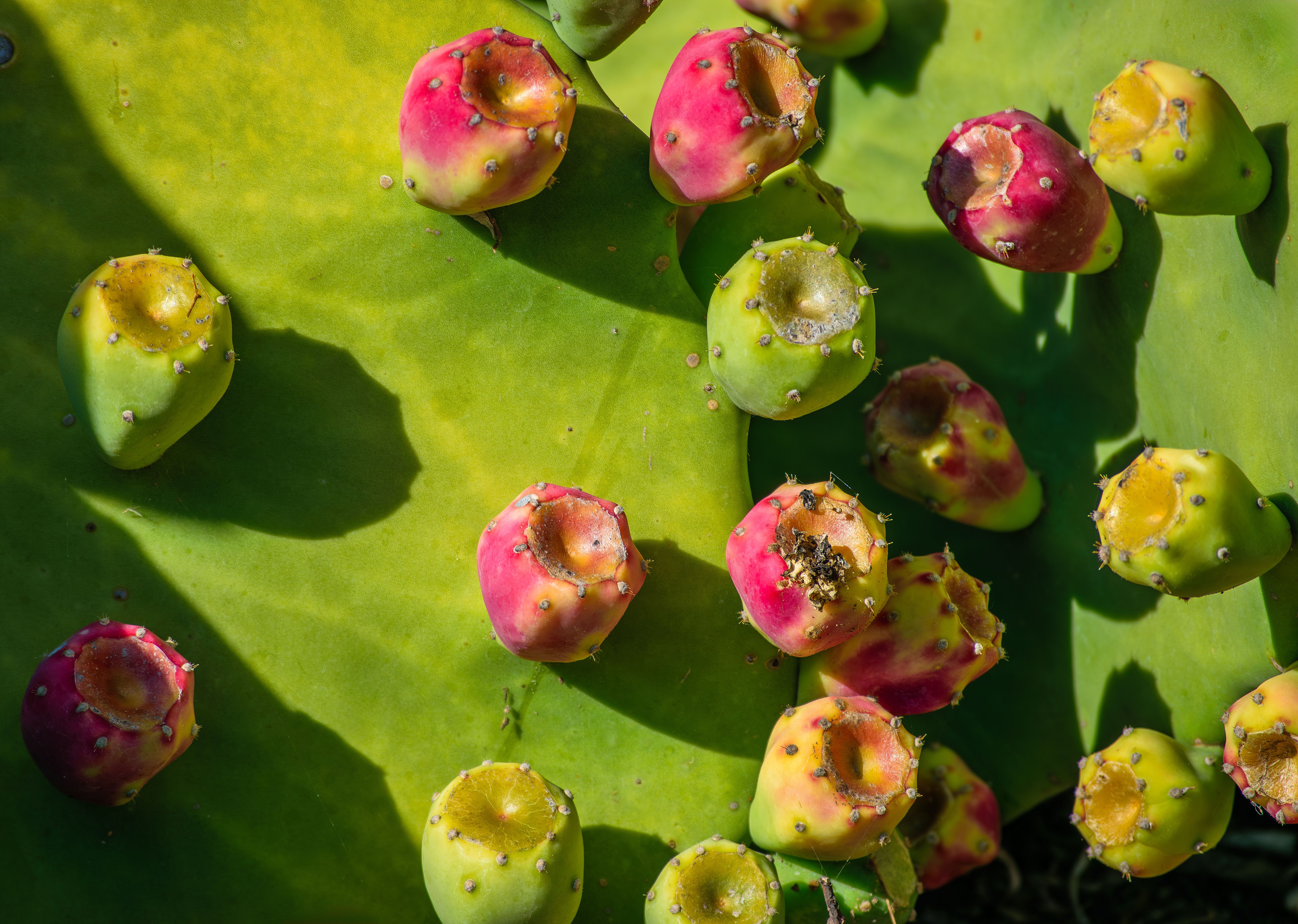 Colorful Cactus Pears on Green Cactus Pads · Free Stock Photo