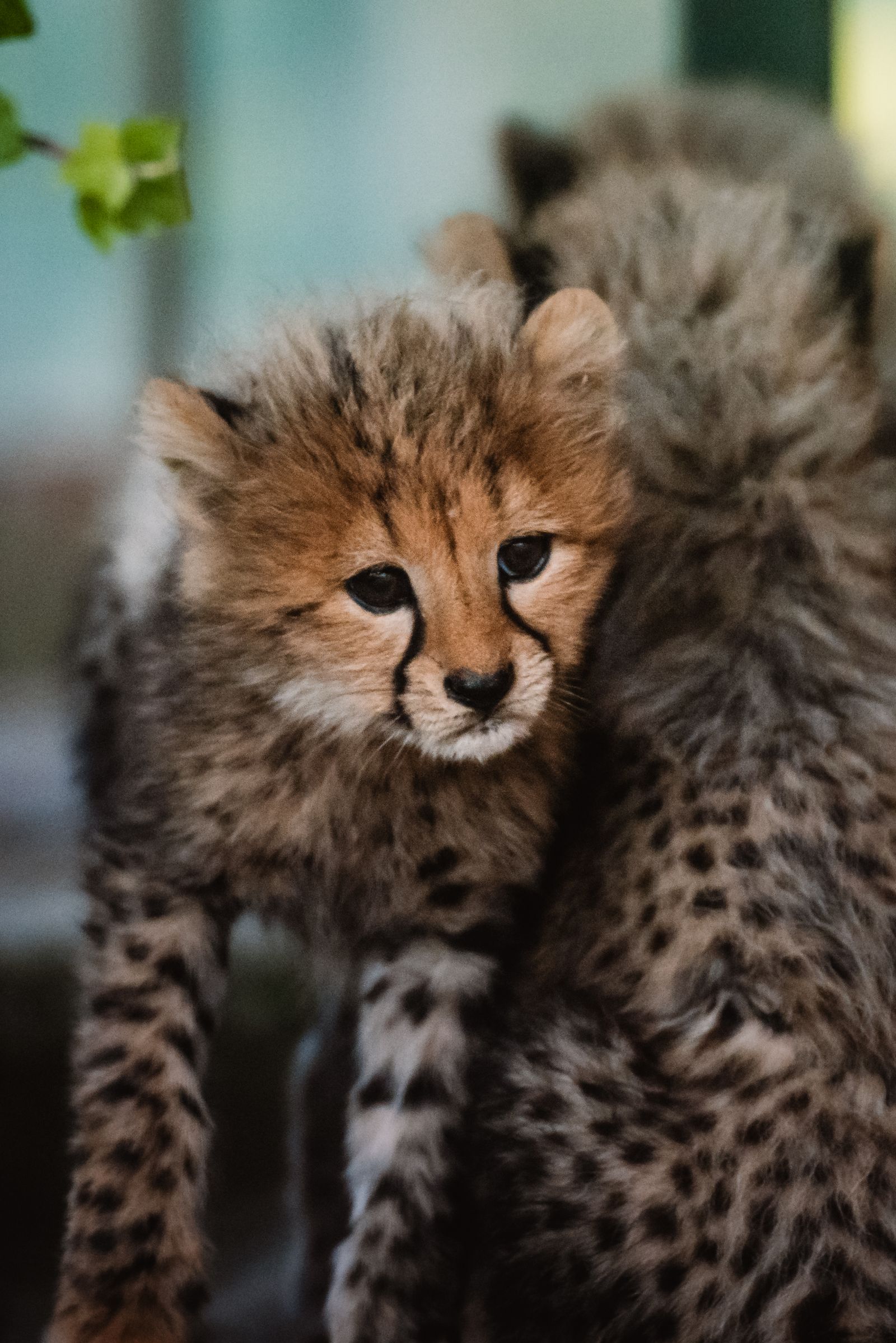 Cheetah 4k Wallpaper Photos, Download The BEST Free Cheetah 4k ...