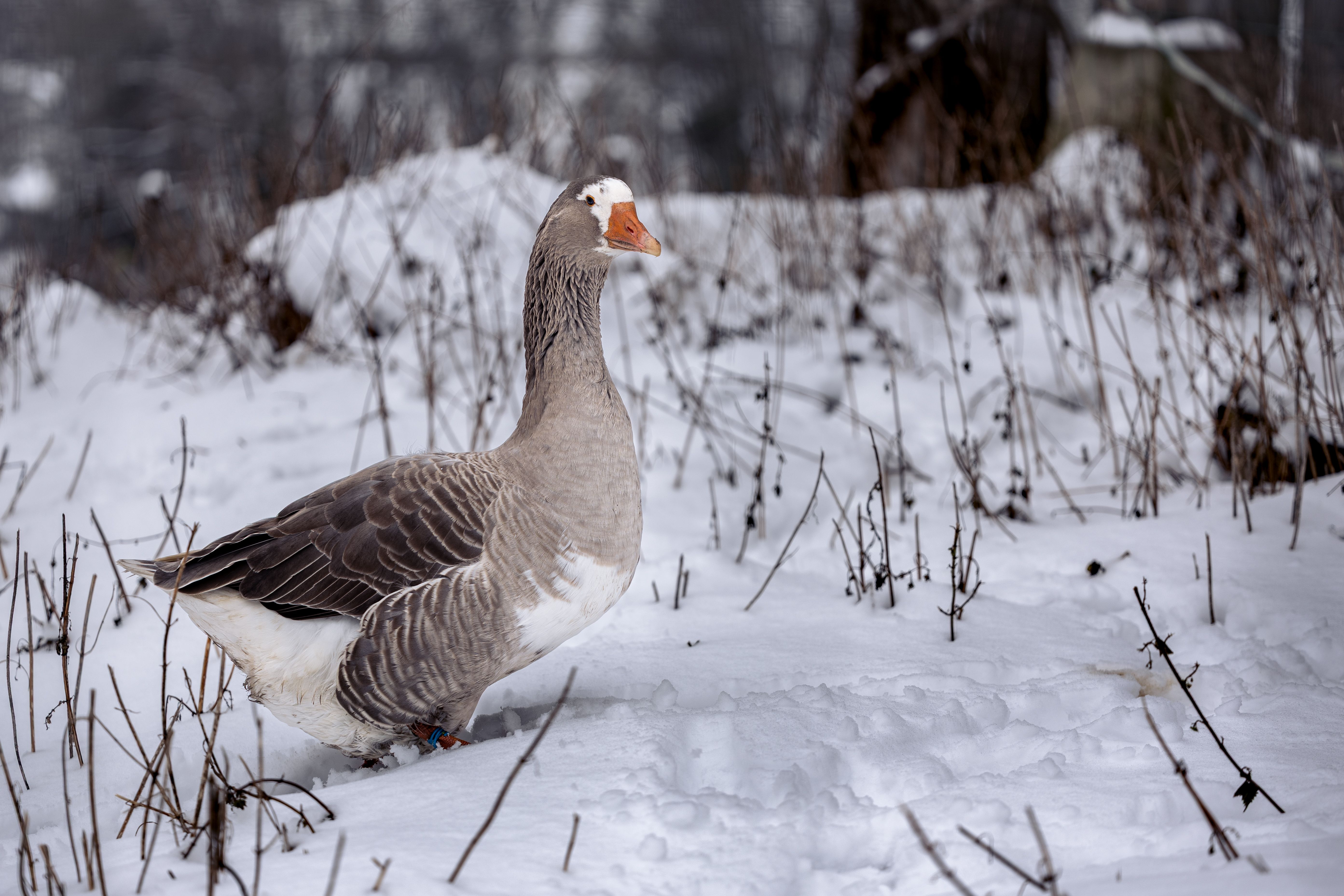 Goose Standing in Snowy Winter Landscape · Free Stock Photo