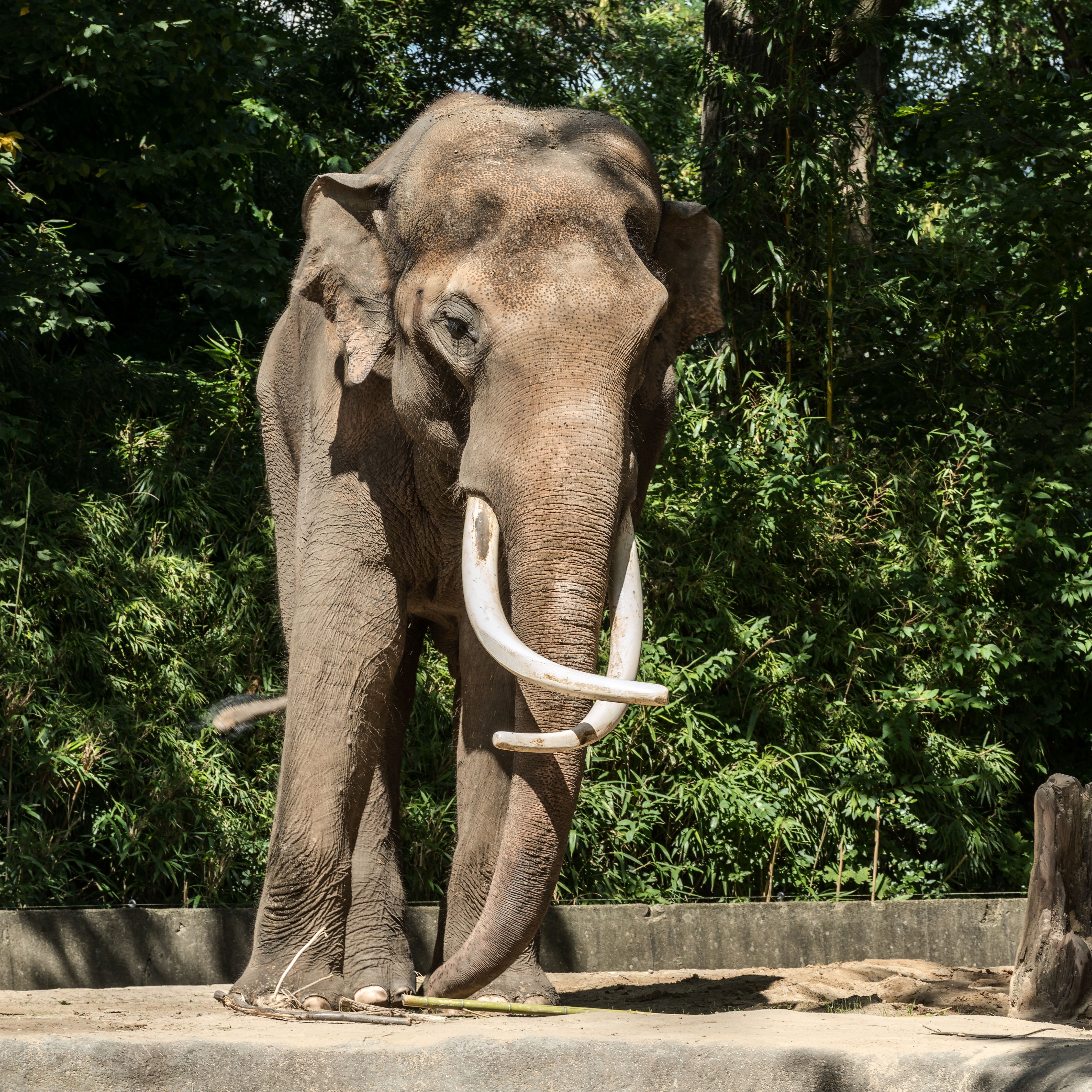 Majestic Asian Elephant at Berlin Zoo · Free Stock Photo