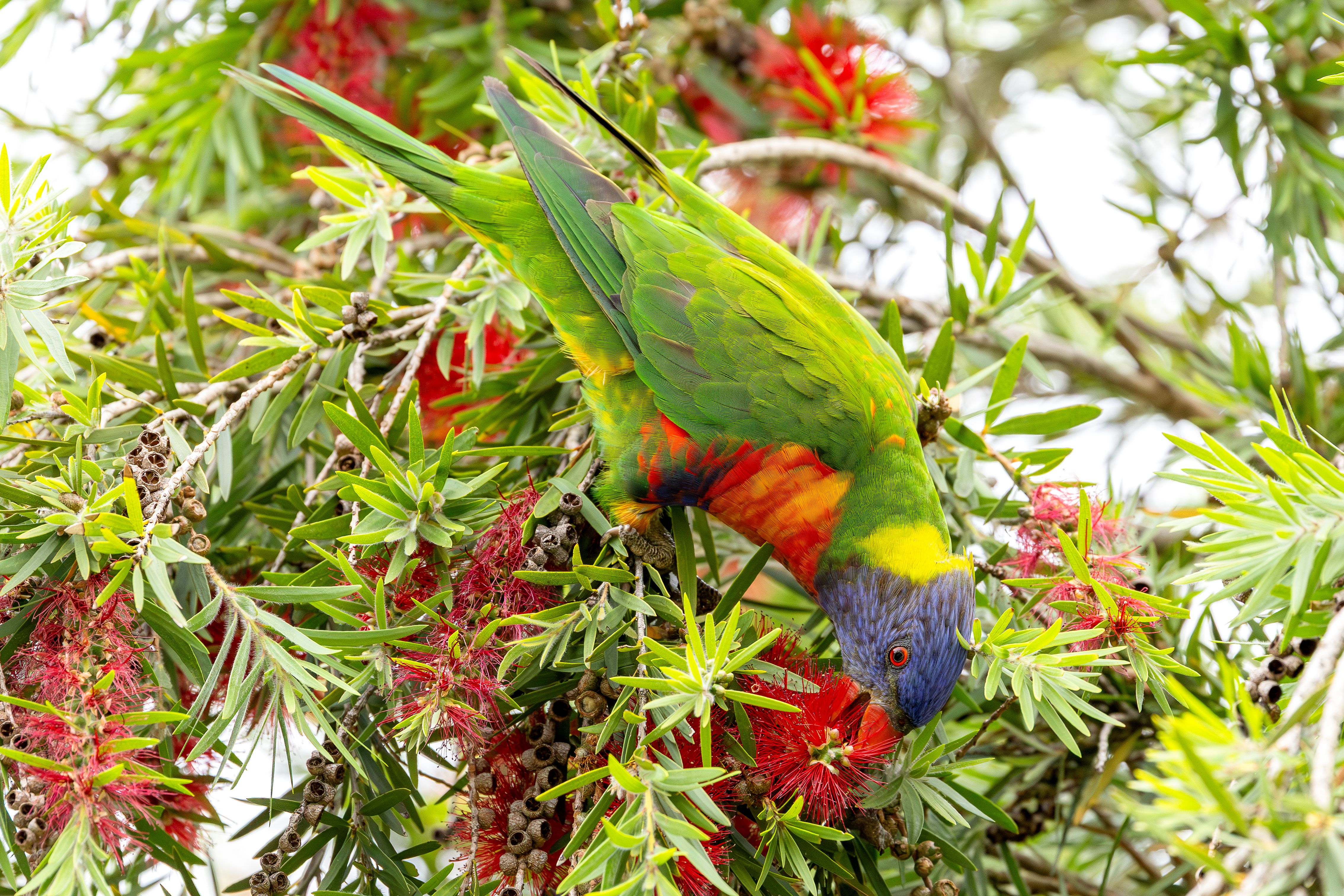 Parrot Images Photos, Download The BEST Free Parrot Images Stock Photos ...