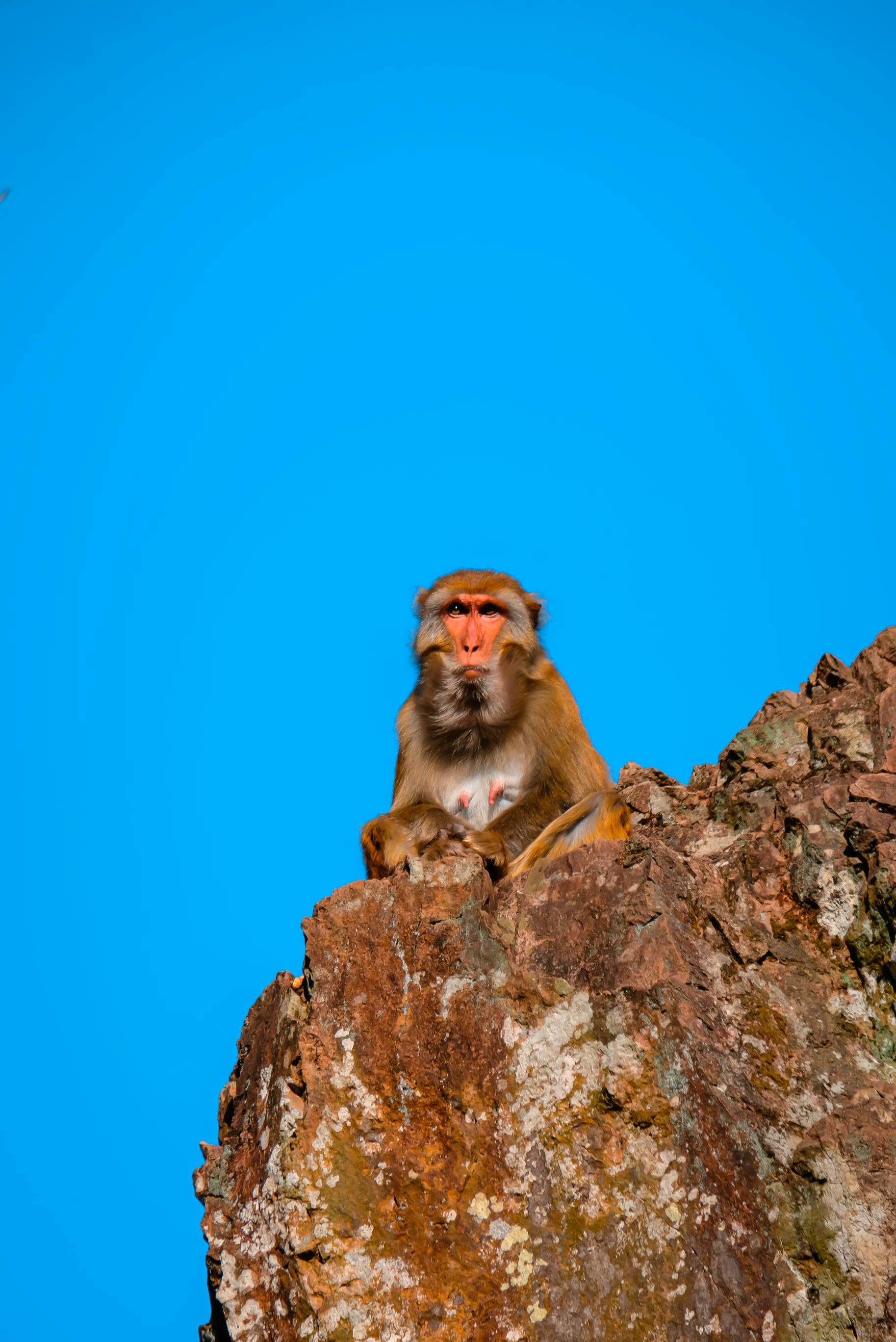 Indian+Prophet Photos, Download The BEST Free Indian+Prophet Stock ...