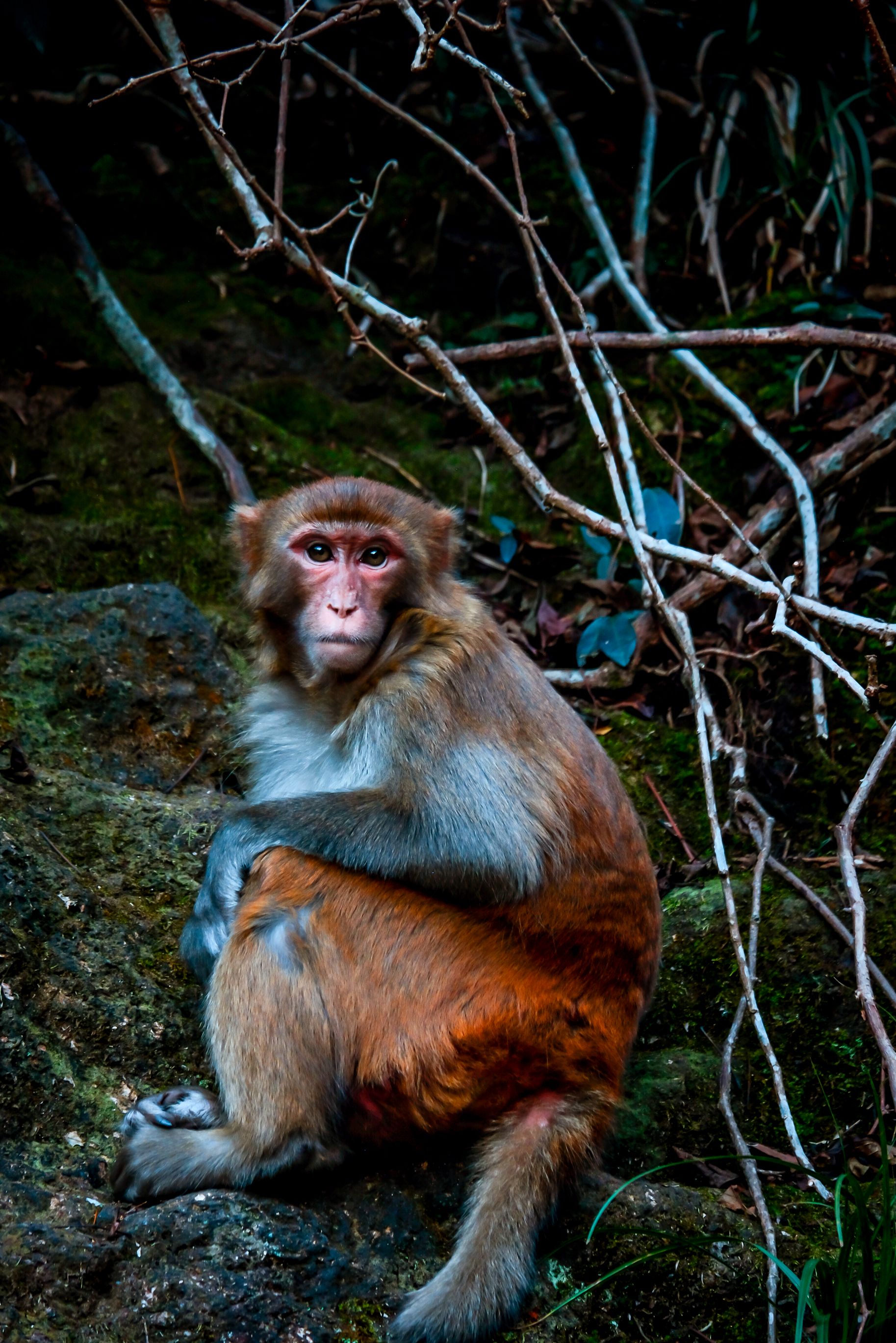 Monkey Buttocks Photos, Download The BEST Free Monkey Buttocks Stock ...