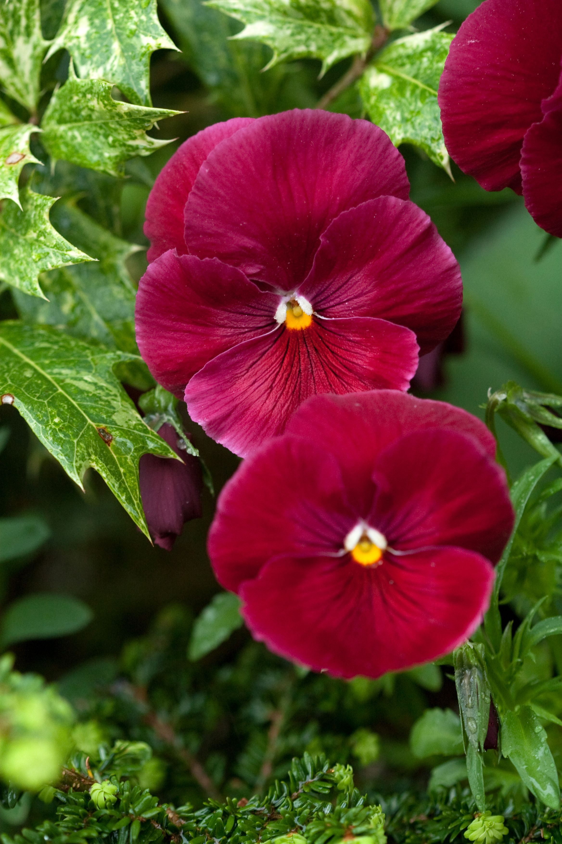 Close-up of Vibrant Red Pansy Flowers in Bloom · Free Stock Photo