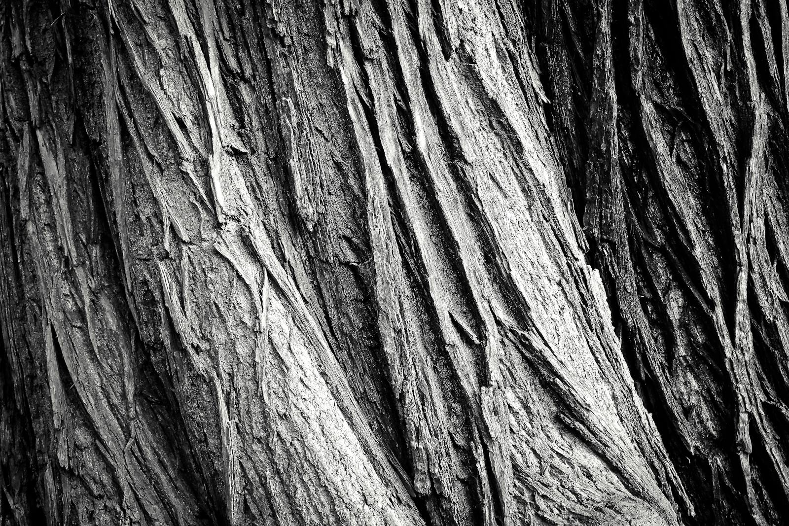 Tree Bark Photos, Download The BEST Free Tree Bark Stock Photos & HD Images