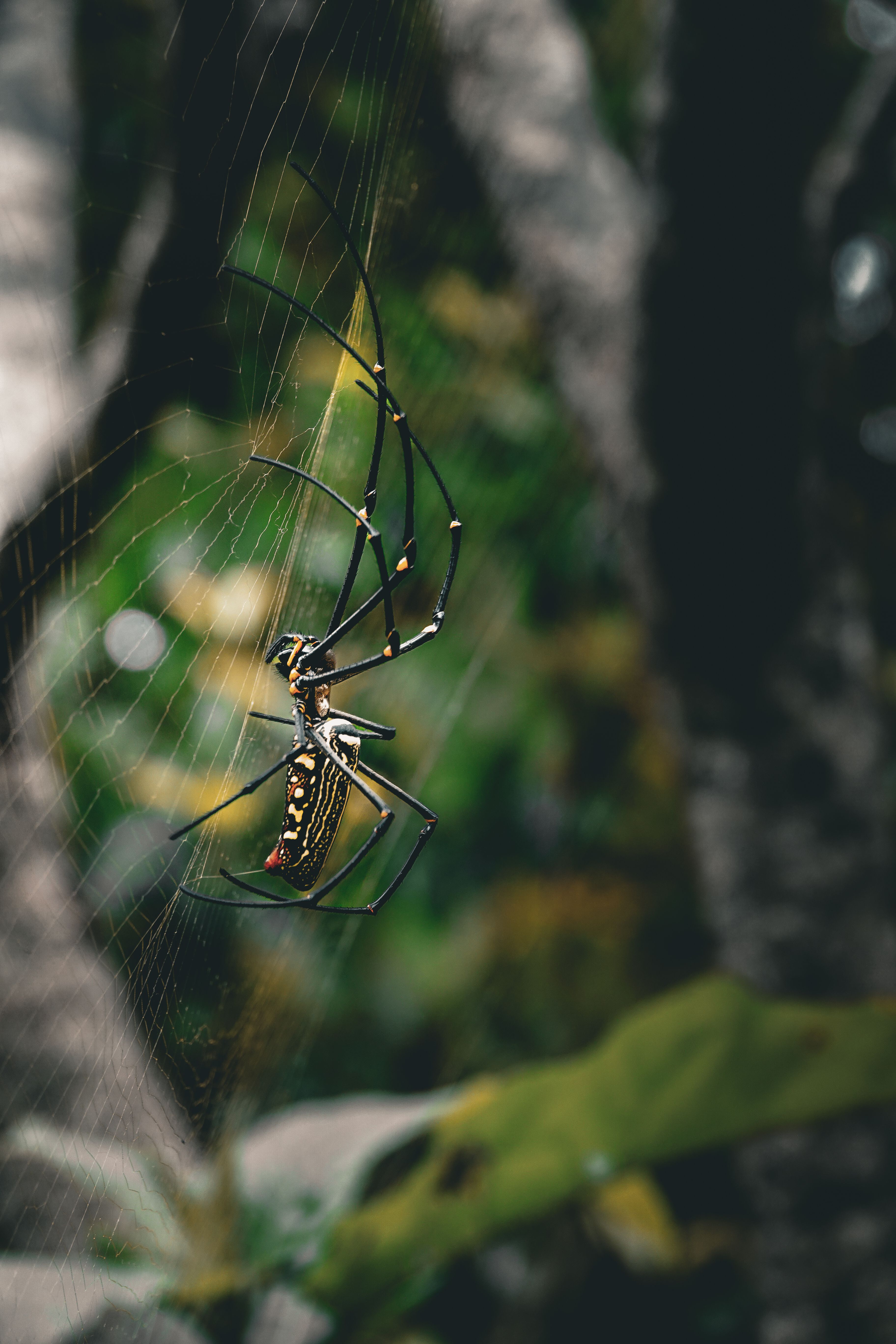 Senpai Spider Photos, Download The BEST Free Senpai Spider Stock Photos ...