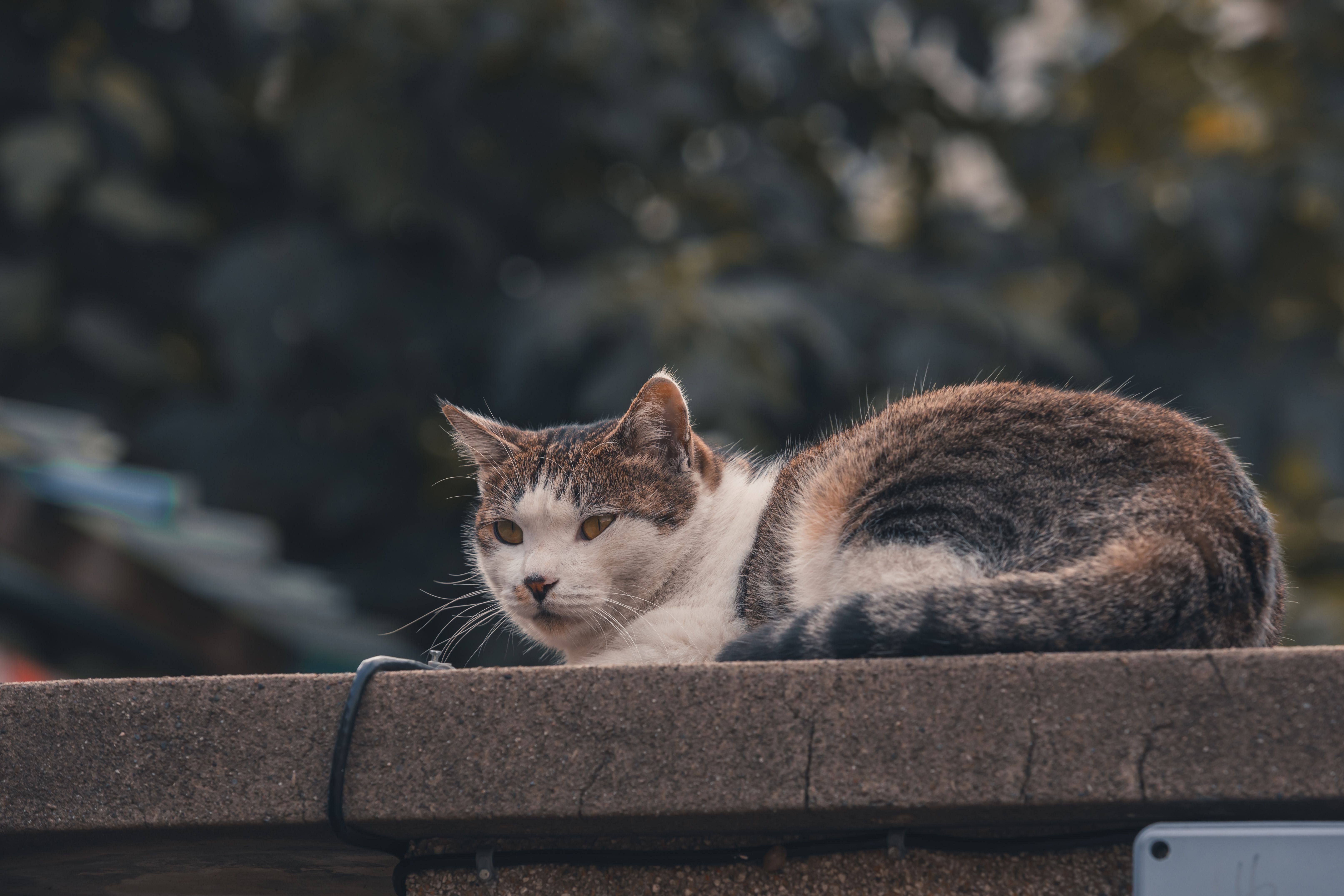 Goofy Ahh Cat Photos, Download The BEST Free Goofy Ahh Cat Stock Photos ...