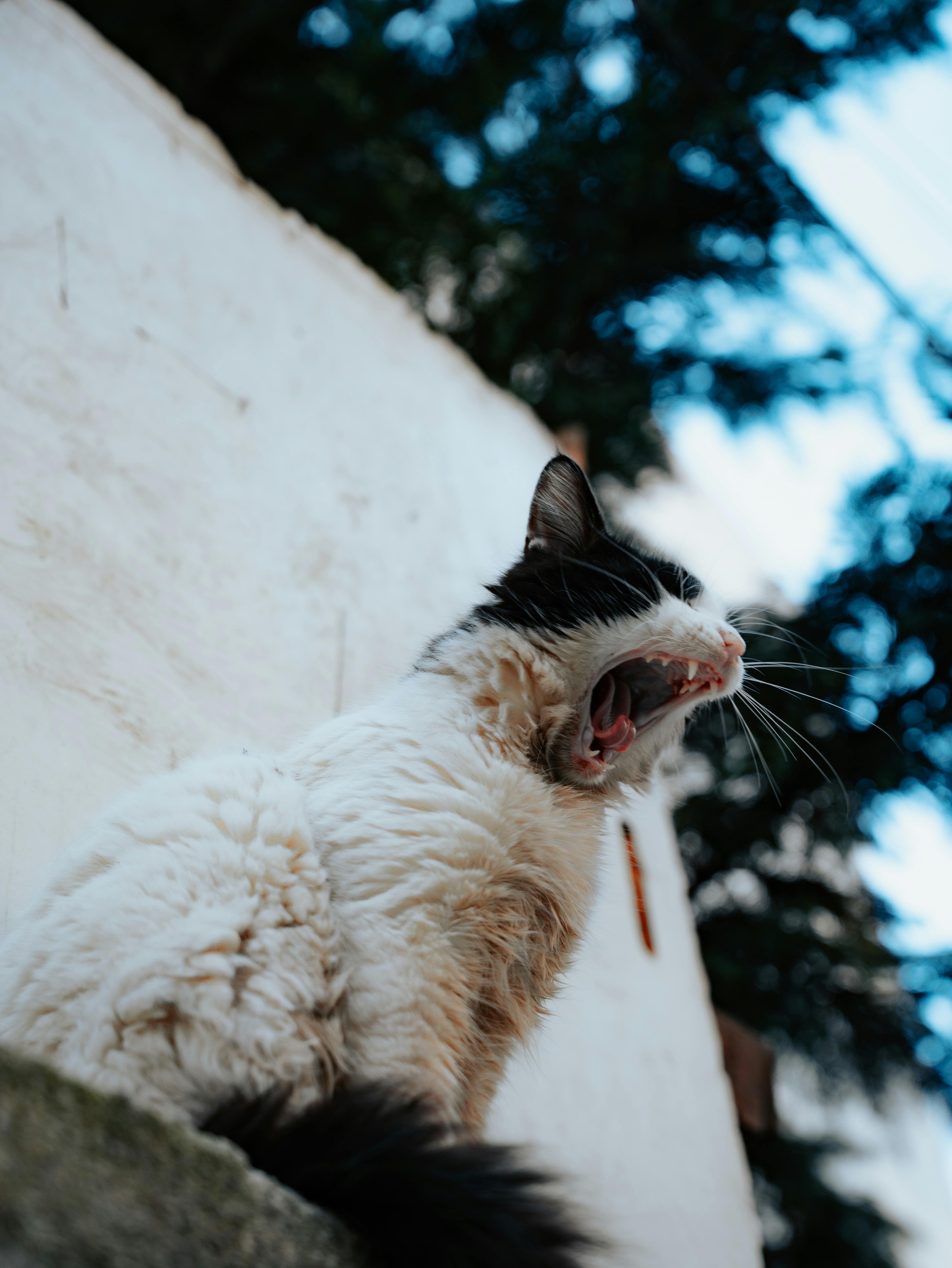 Fat Cat Artdesktop Wallpaper Photos, Download The BEST Free Fat Cat ...