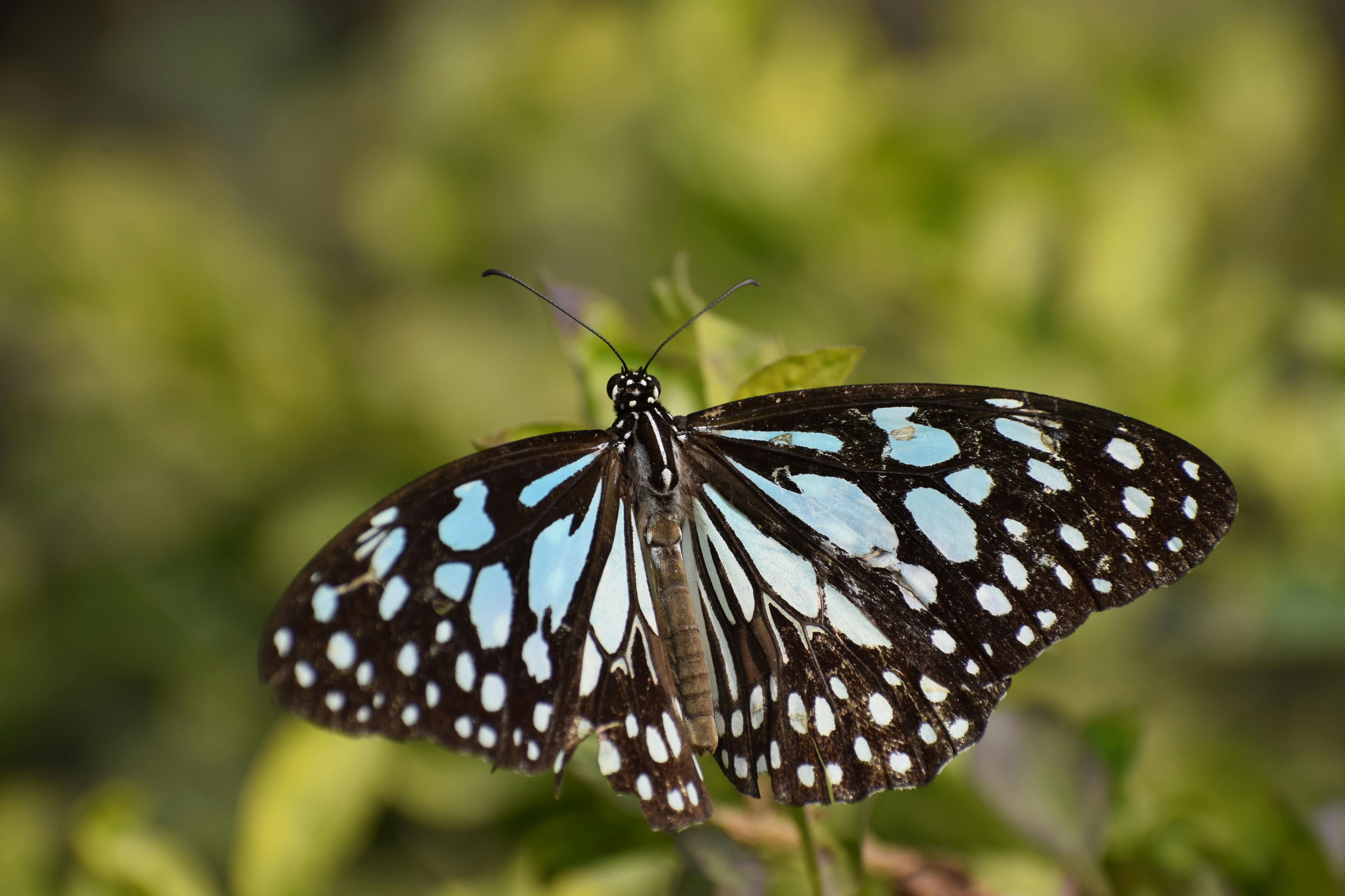 Bettina+Anderson+Images+Swimsuit Photos, Download The BEST Free Bettina ...