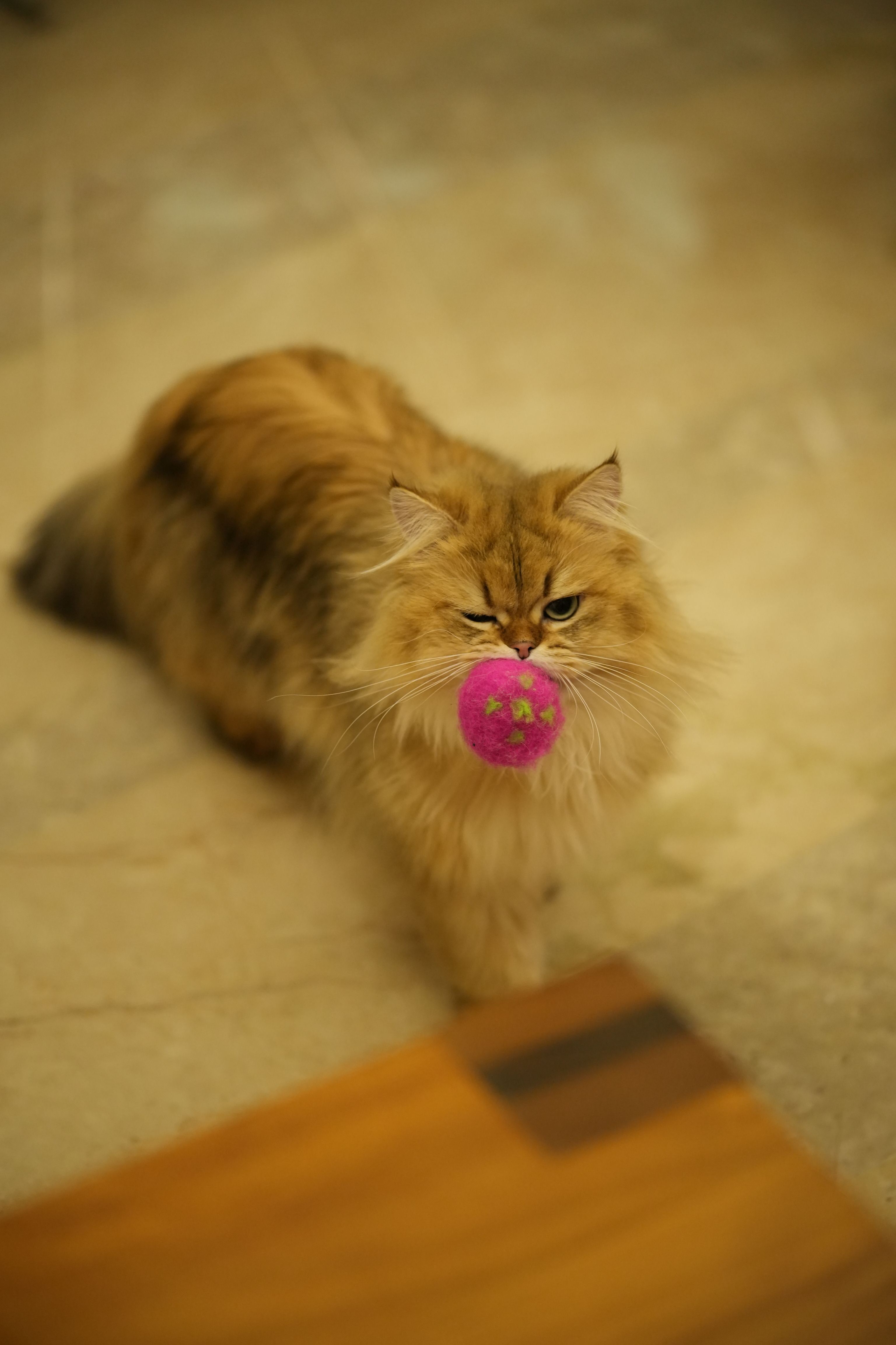 Goofy Cat Photos, Download The BEST Free Goofy Cat Stock Photos & HD Images
