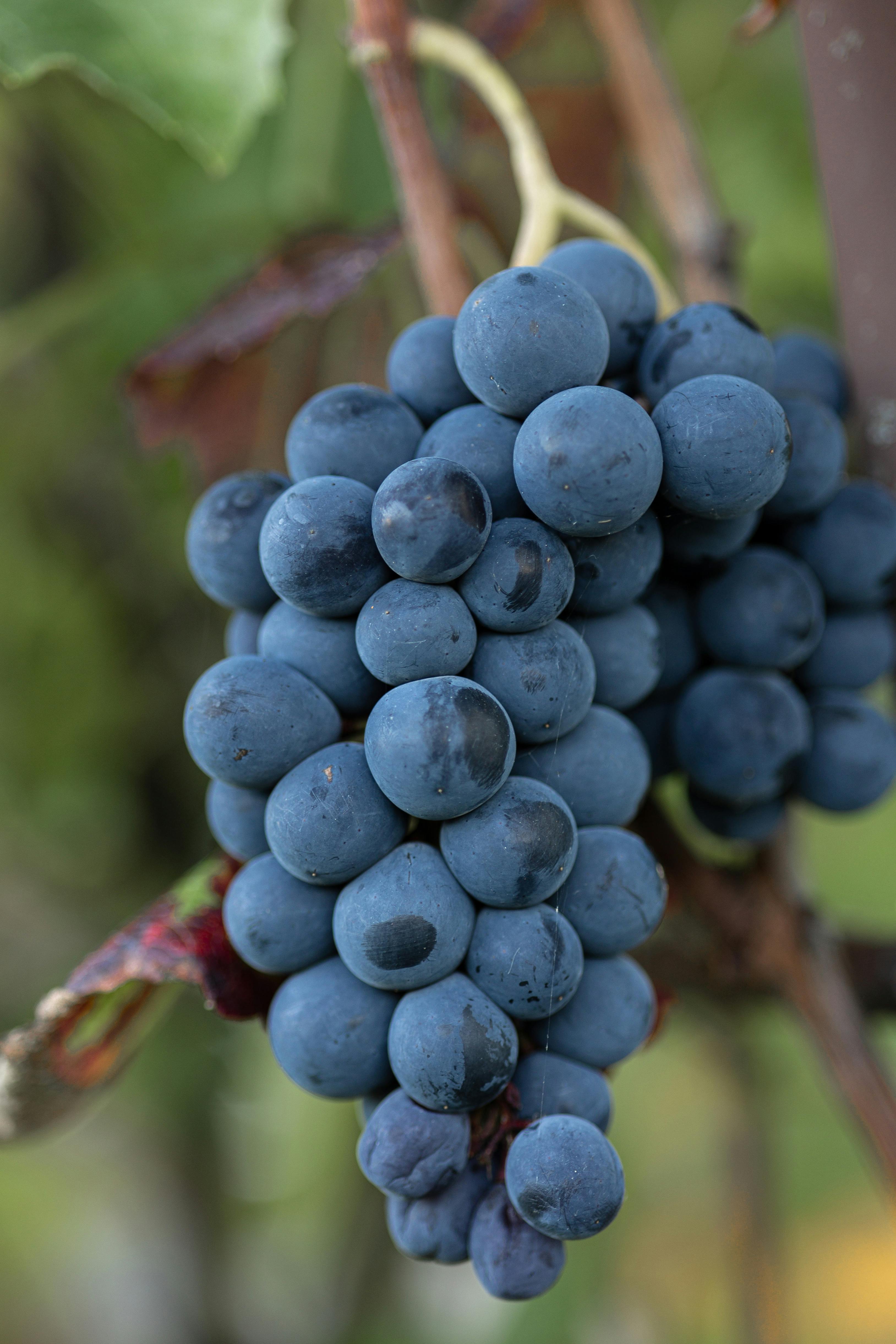 [Onlyfans.Com]+C Photos, Download The BEST Free [Onlyfans.Com]+C Stock ...