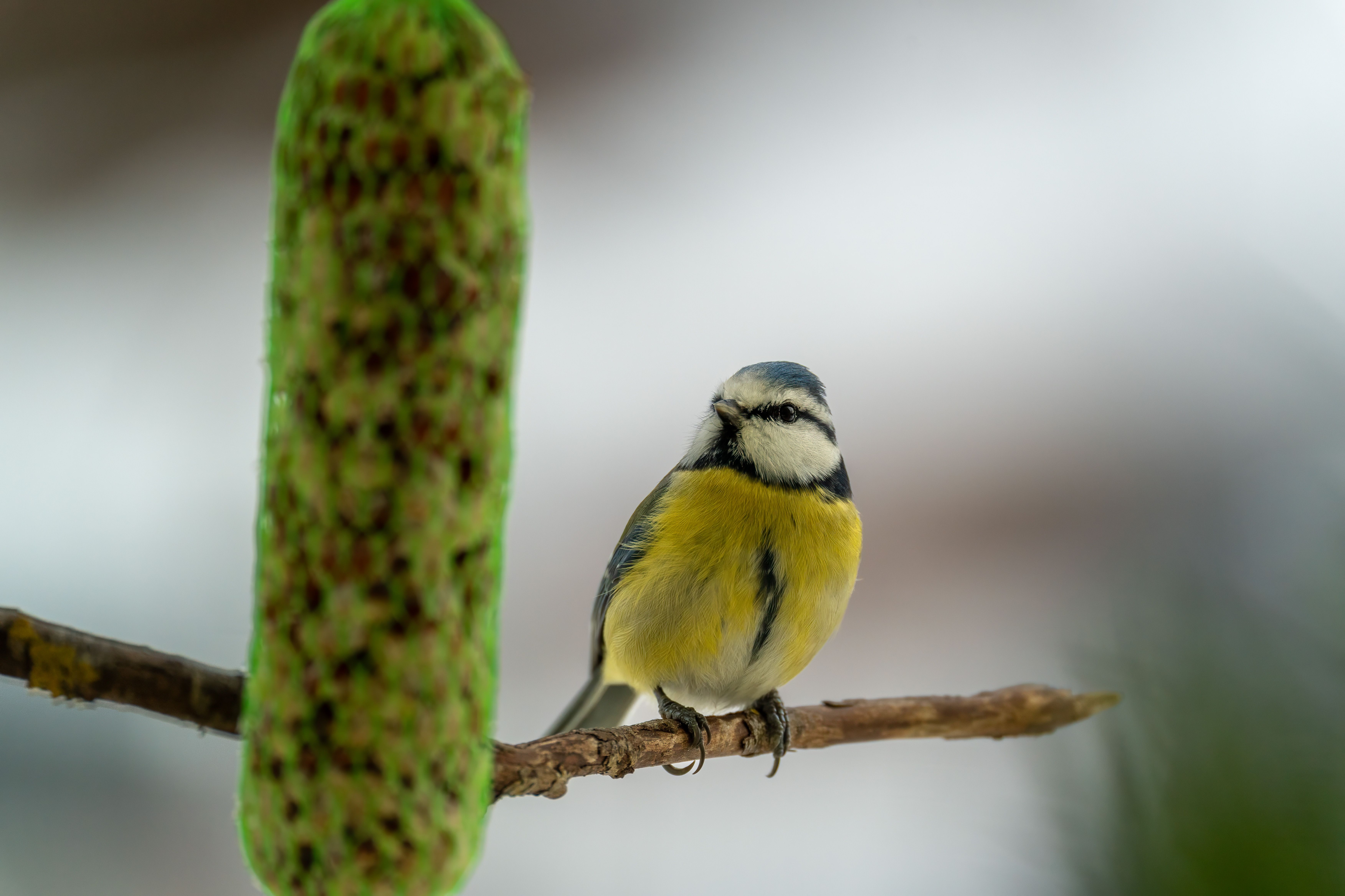 Close-Up of Blue Tit Bird on Branch · Free Stock Photo