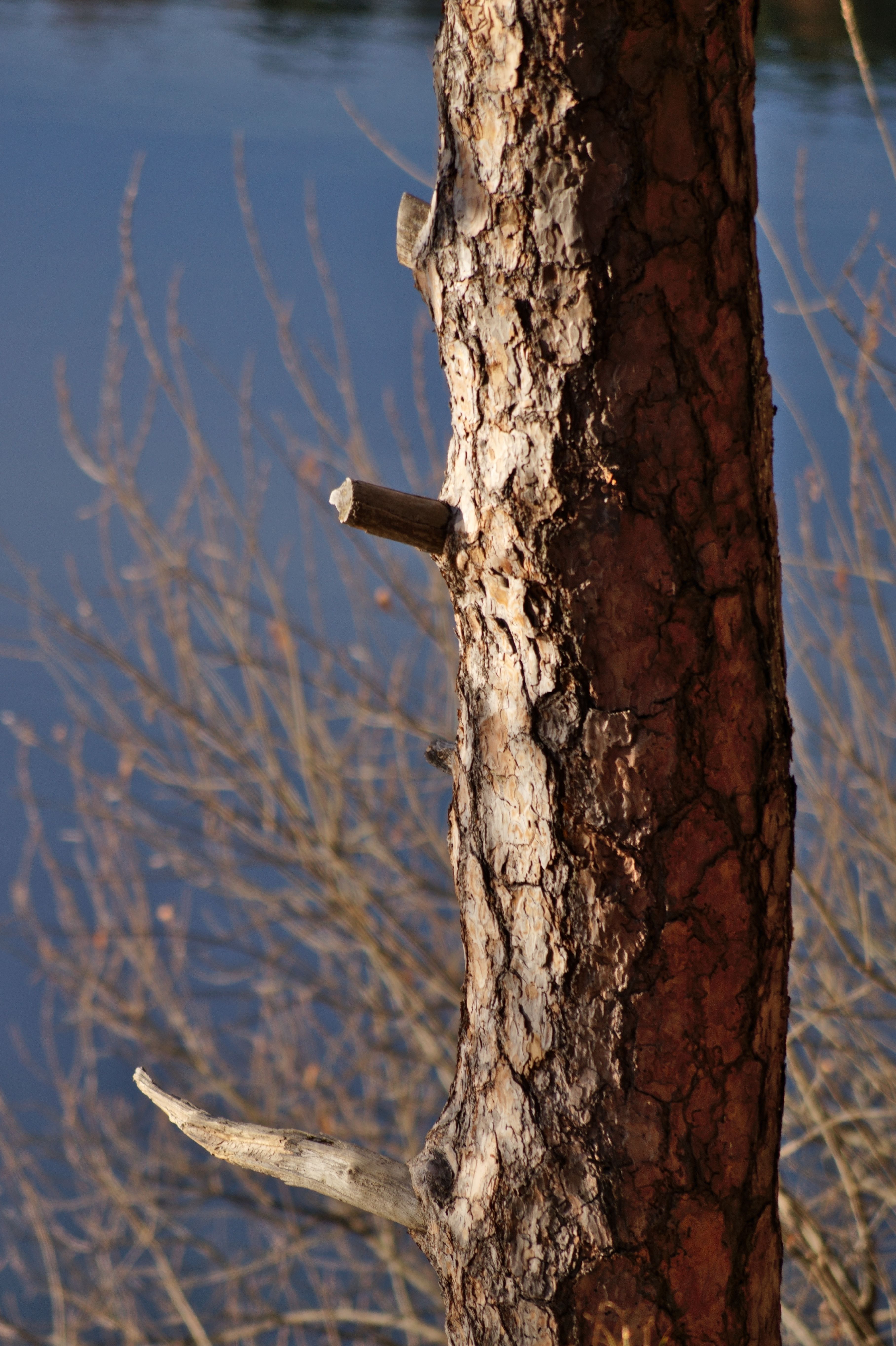 Close-Up Texture of Weathered Tree Trunk Outdoors · Free Stock Photo