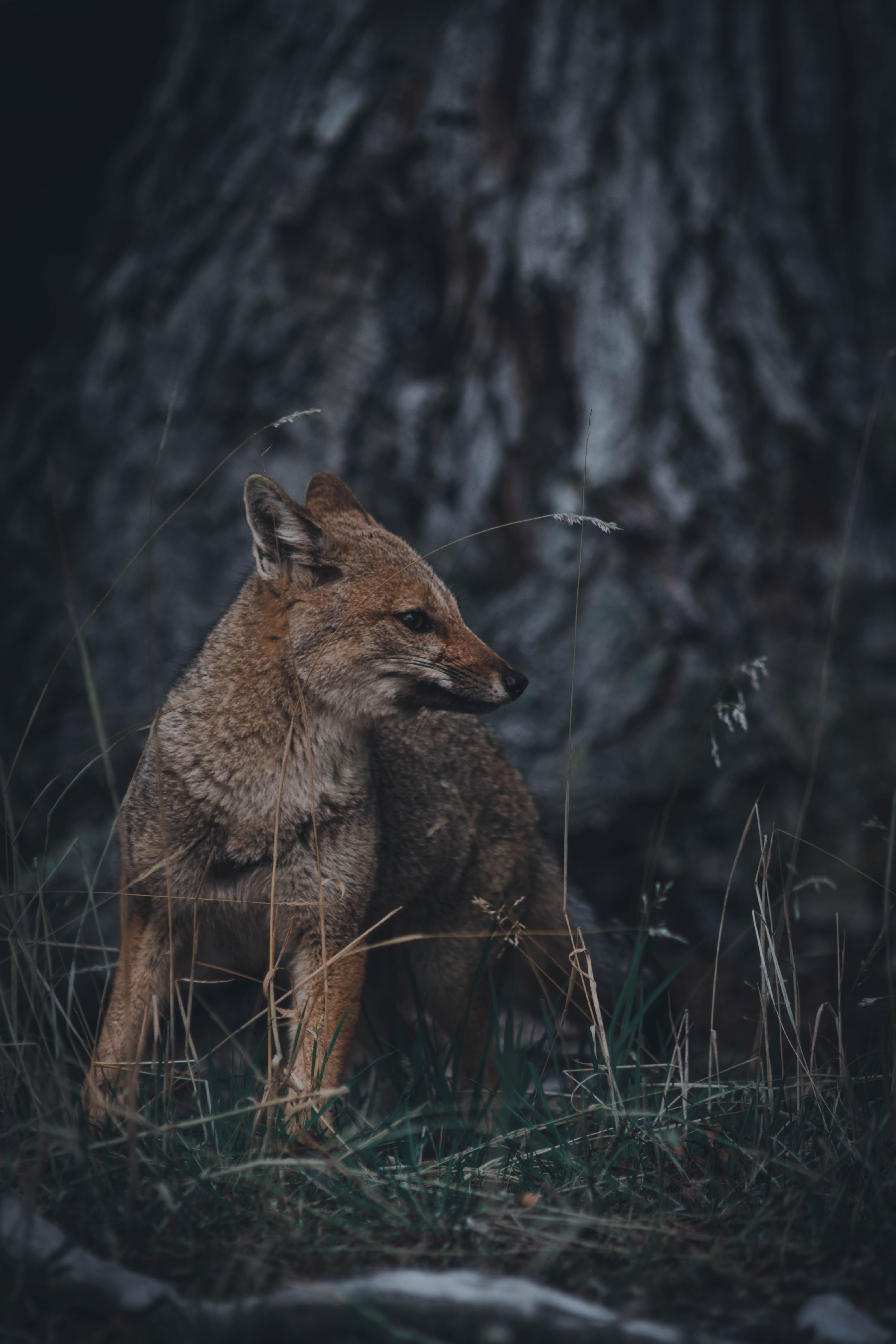 Wild Red Fox in the Forest at Dusk · Free Stock Photo