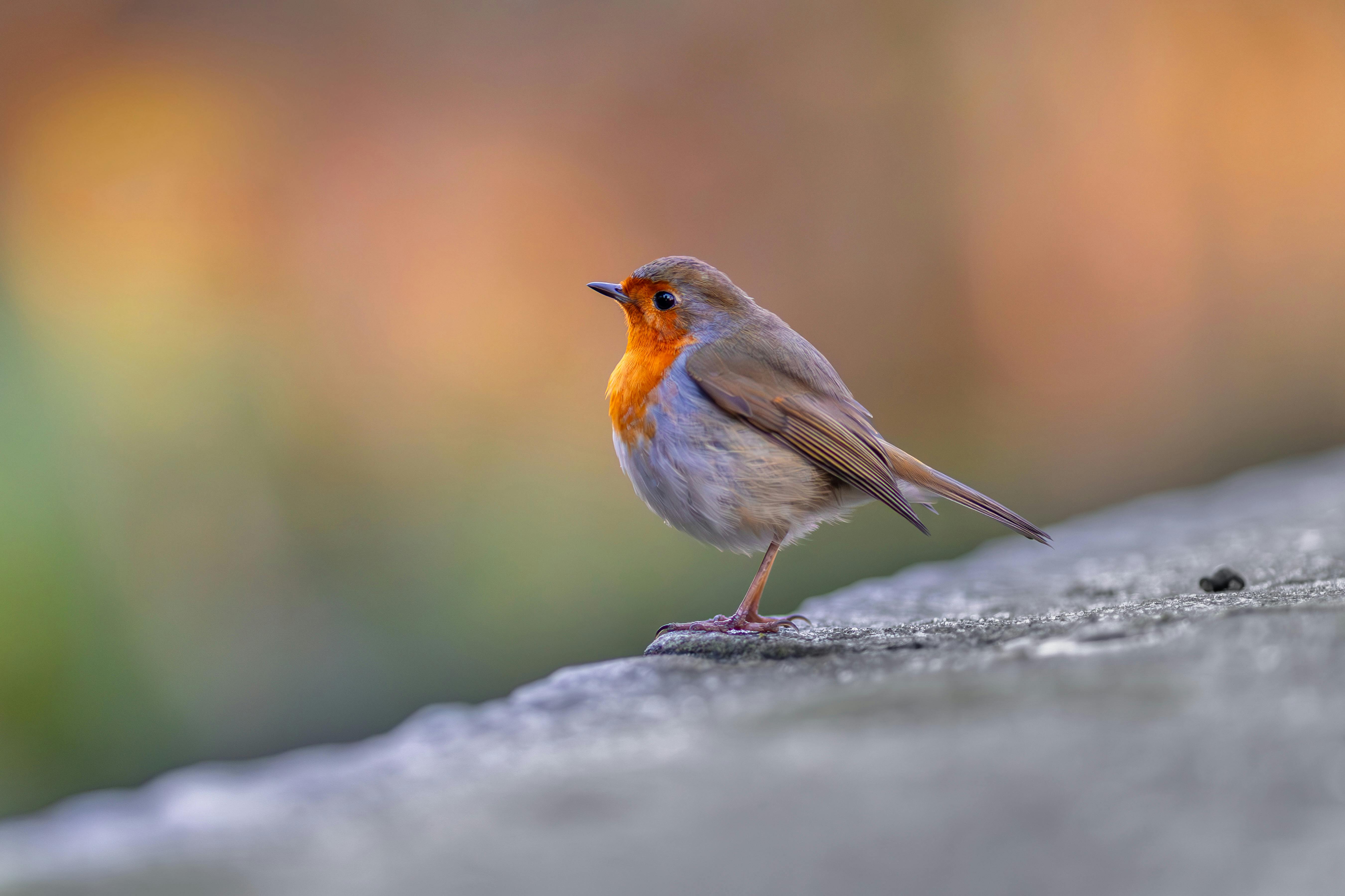 Free+Games+Walawa Photos, Download The BEST Free Free+Games+Walawa ...