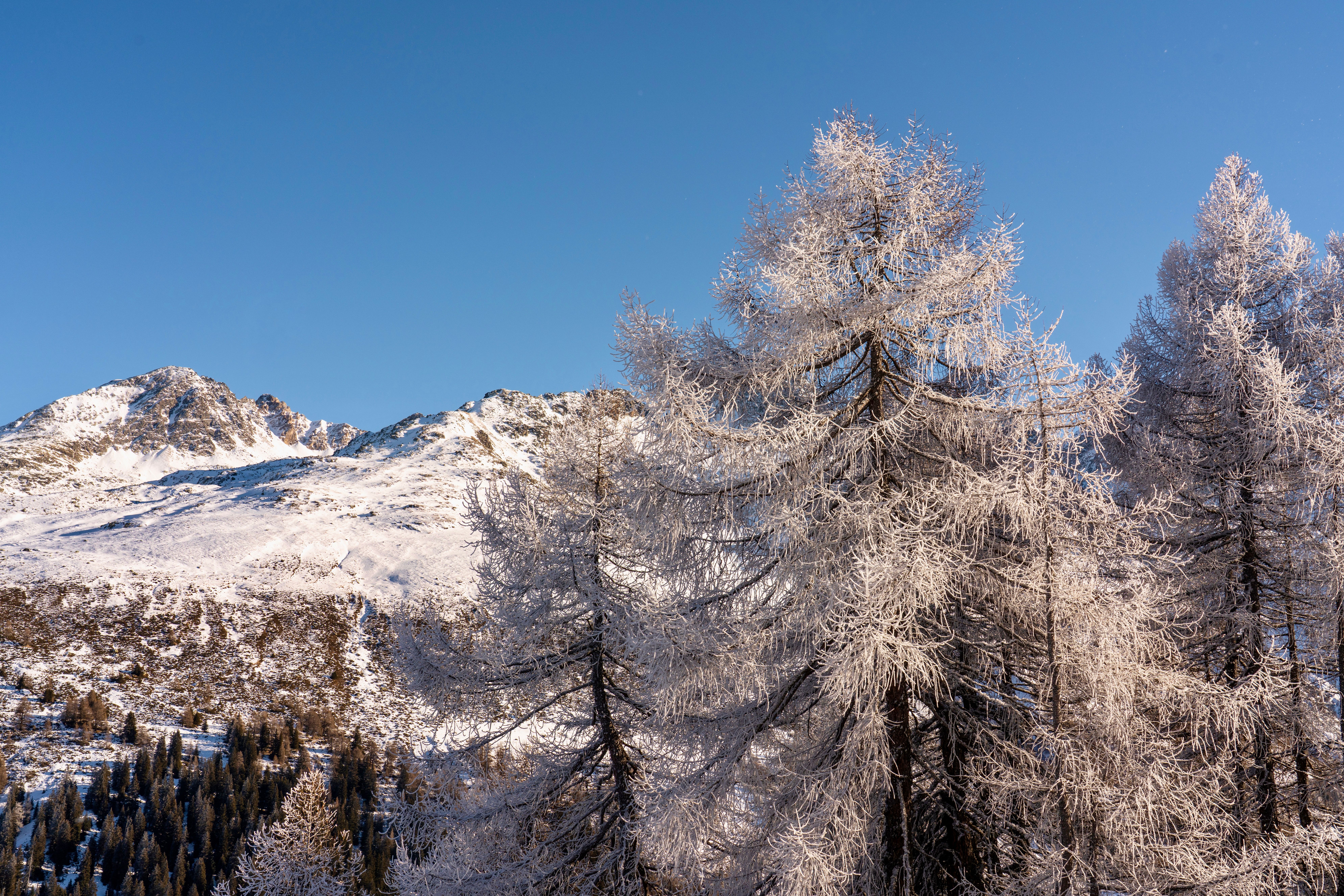 Snow-Covered Alpine Trees with Mountain View · Free Stock Photo
