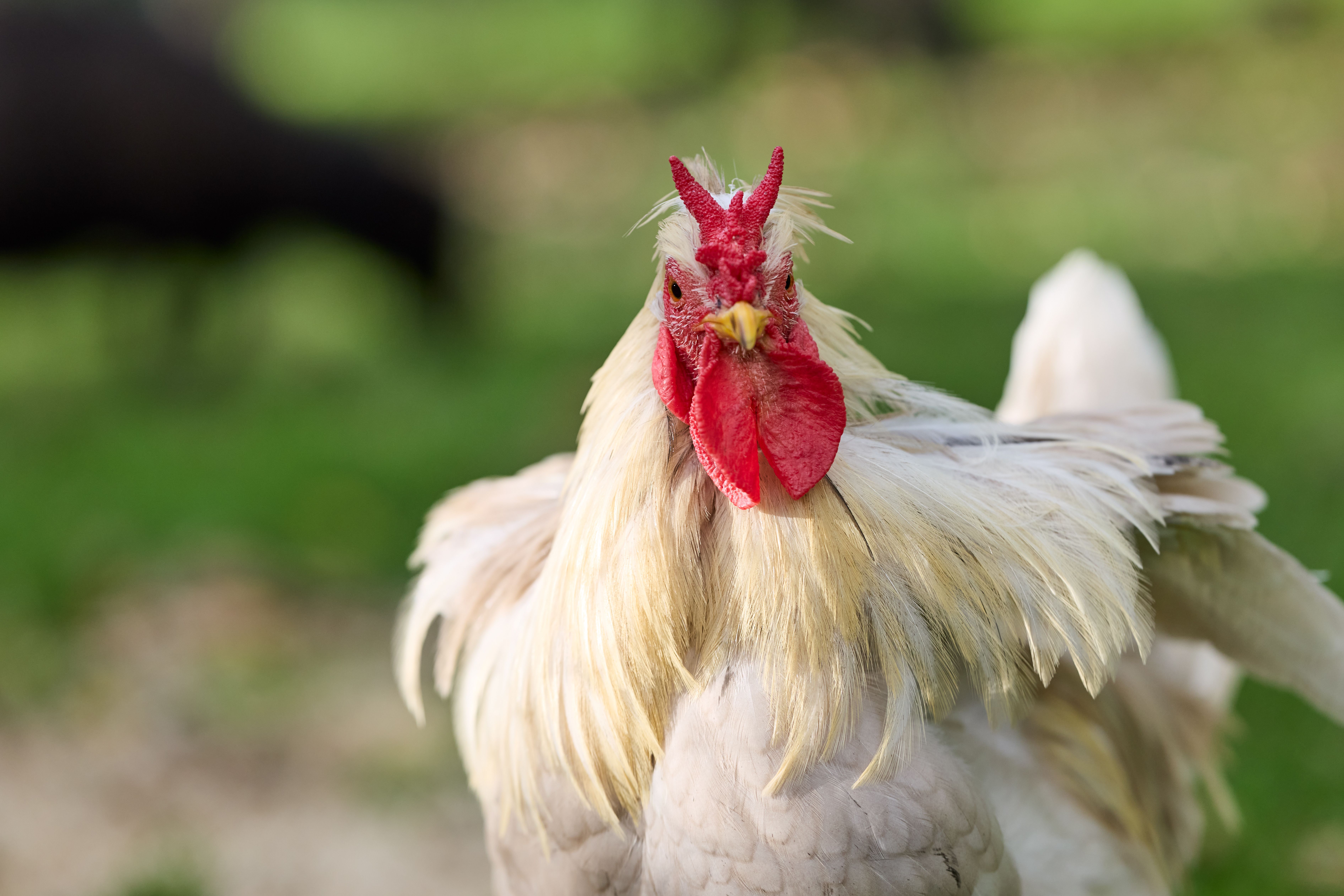 Pollo+Ala Photos, Download The BEST Free Pollo+Ala Stock Photos & HD Images