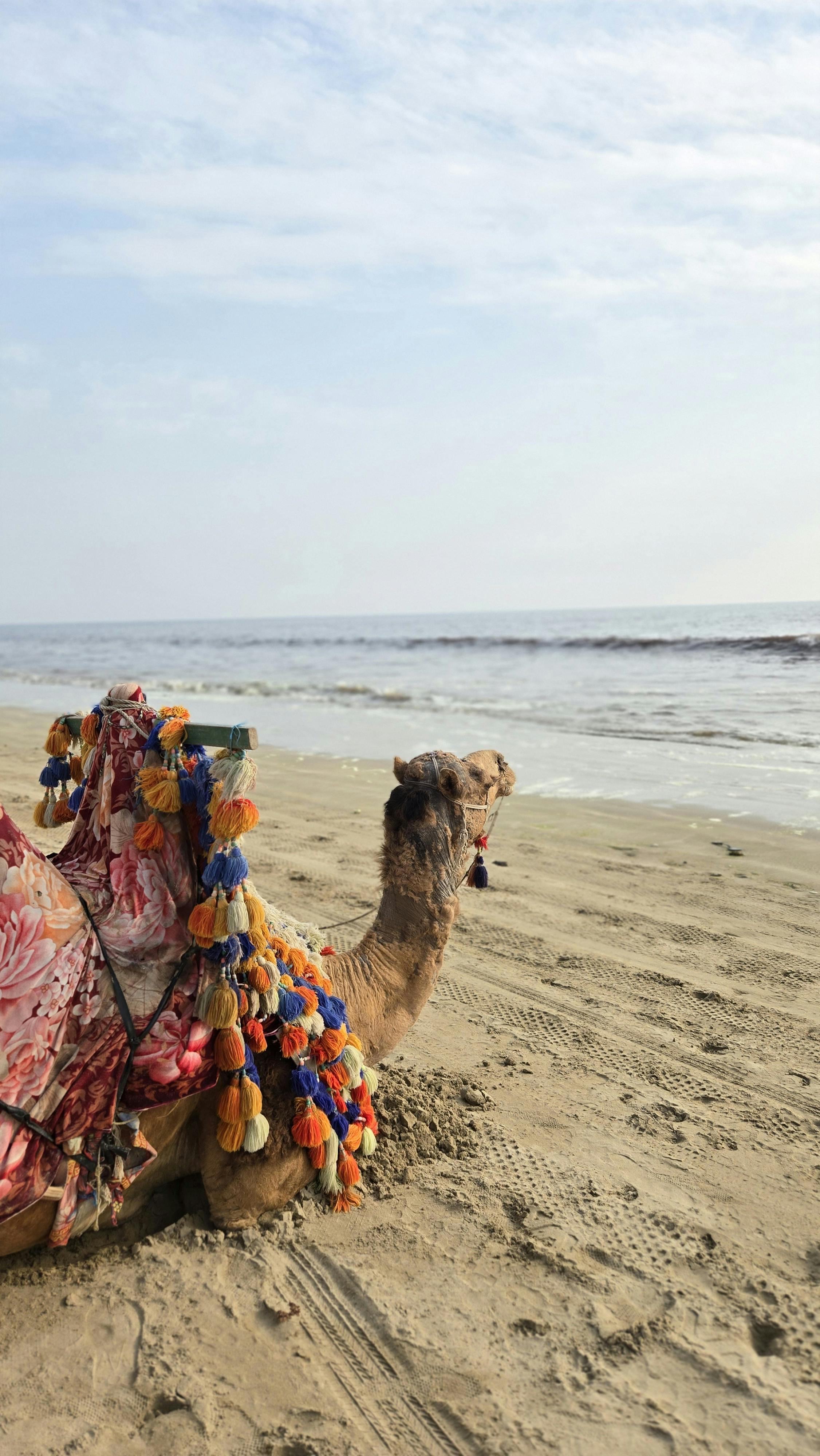 Camelo Decorado Na Praia De Karachi · Foto profissional gratuita