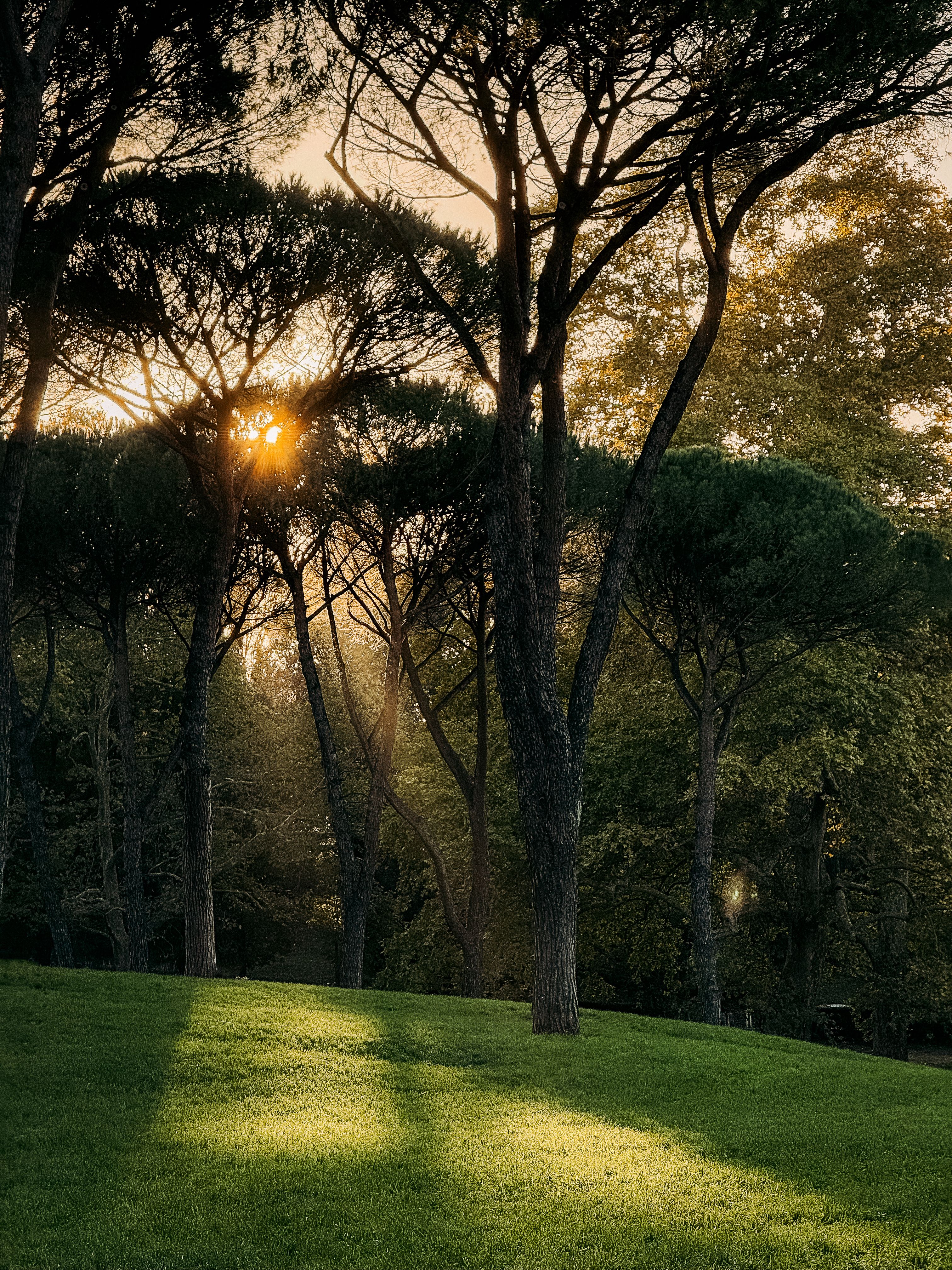 Serene Sunlit Pine Forest in Rome Park · Free Stock Photo