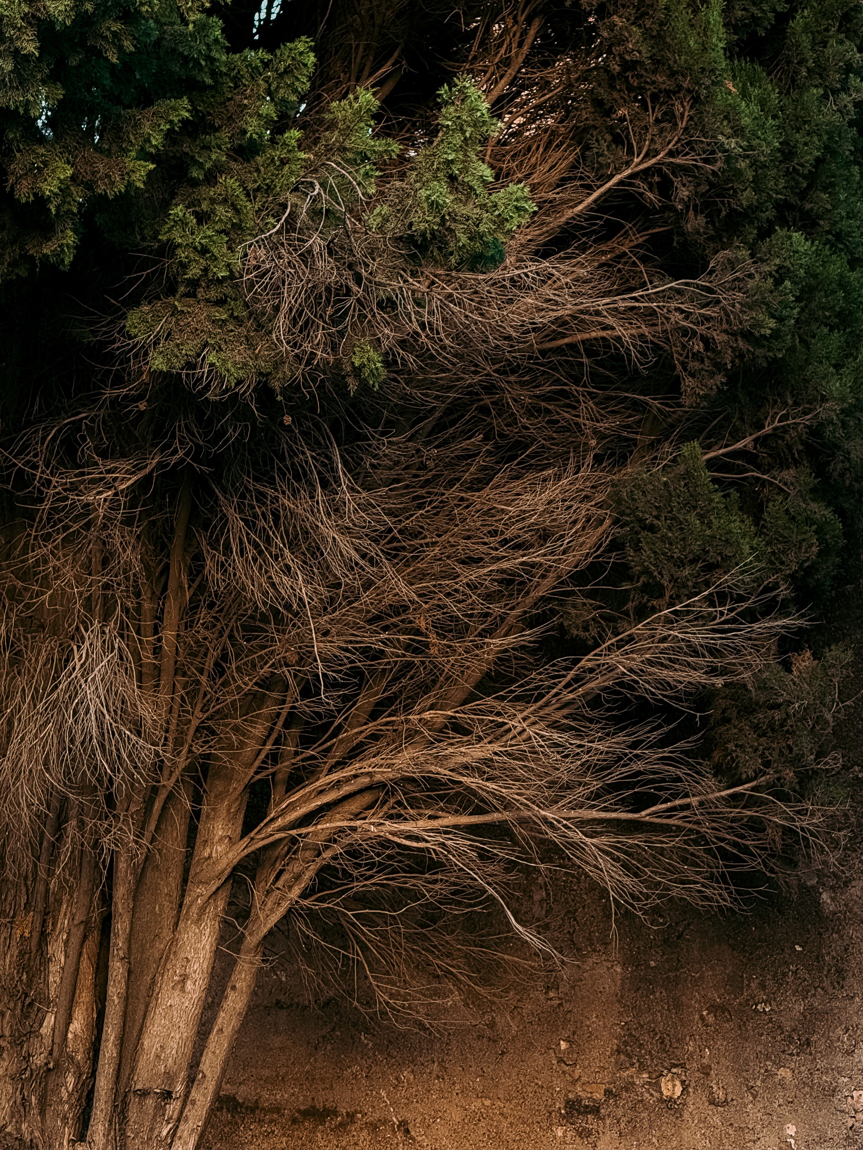Dramatic Cypress Tree in Rome, Italy · Free Stock Photo