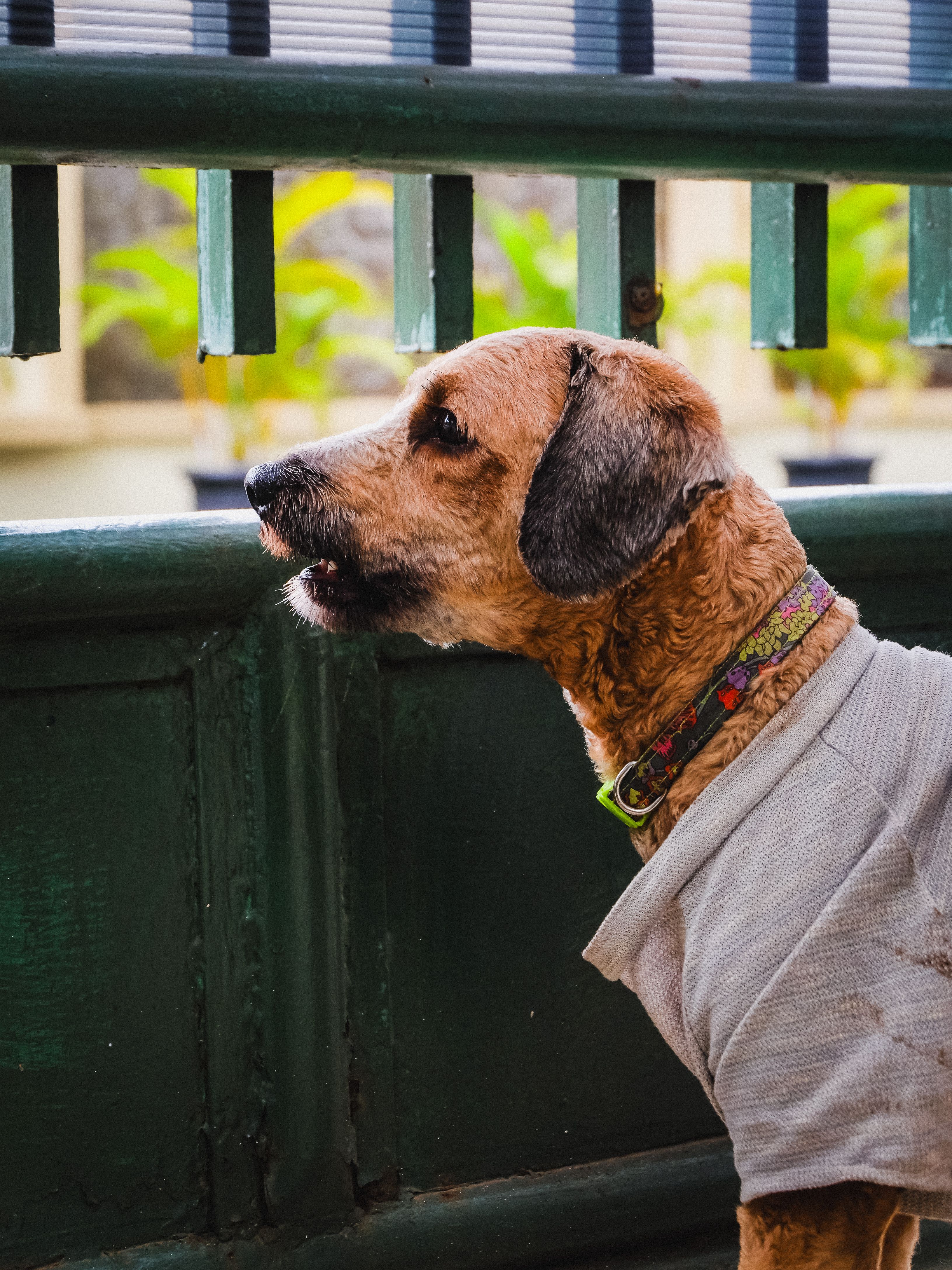 Dog Style Photos, Download The BEST Free Dog Style Stock Photos & HD Images