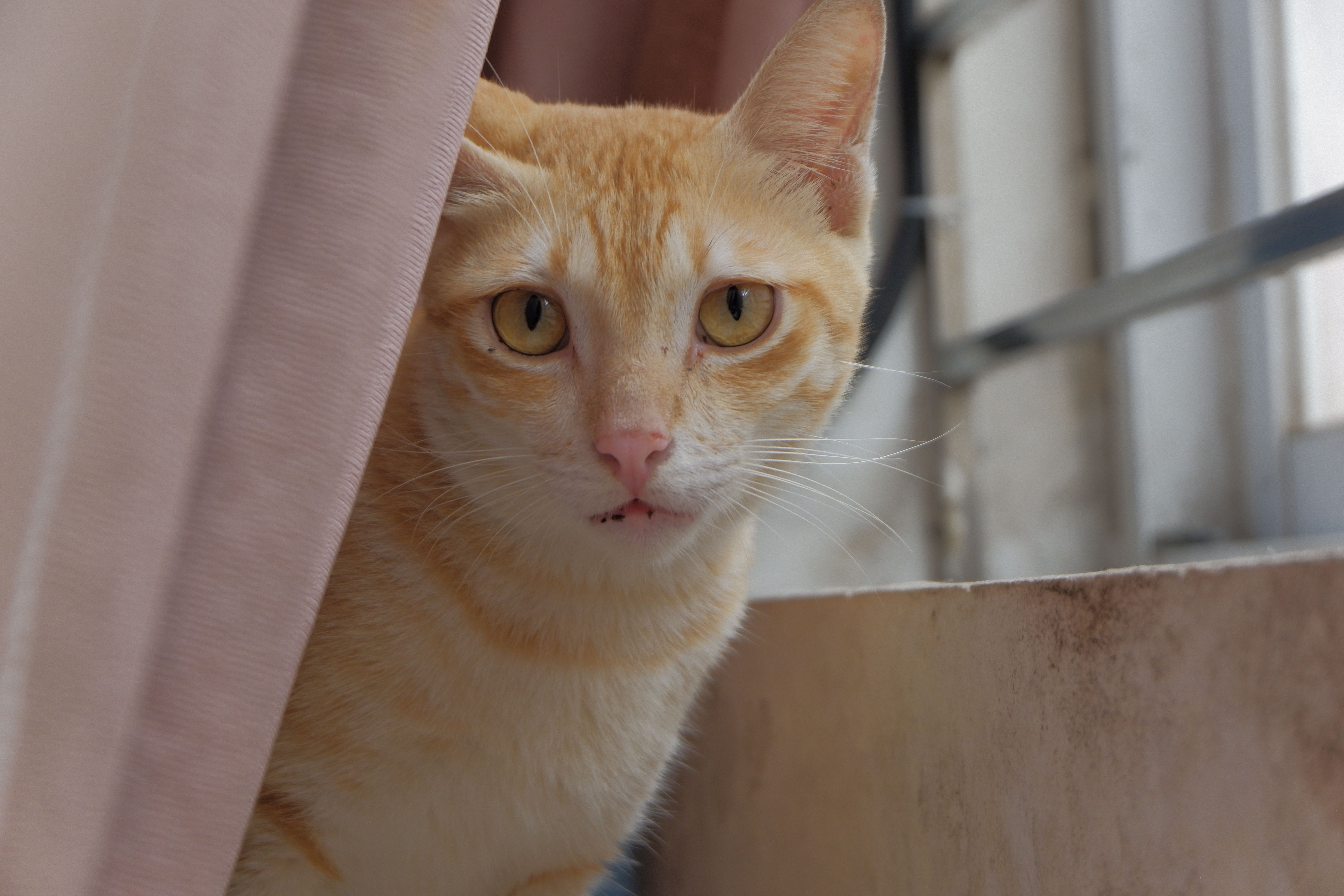 Goofy Cat Photos, Download The BEST Free Goofy Cat Stock Photos & HD Images