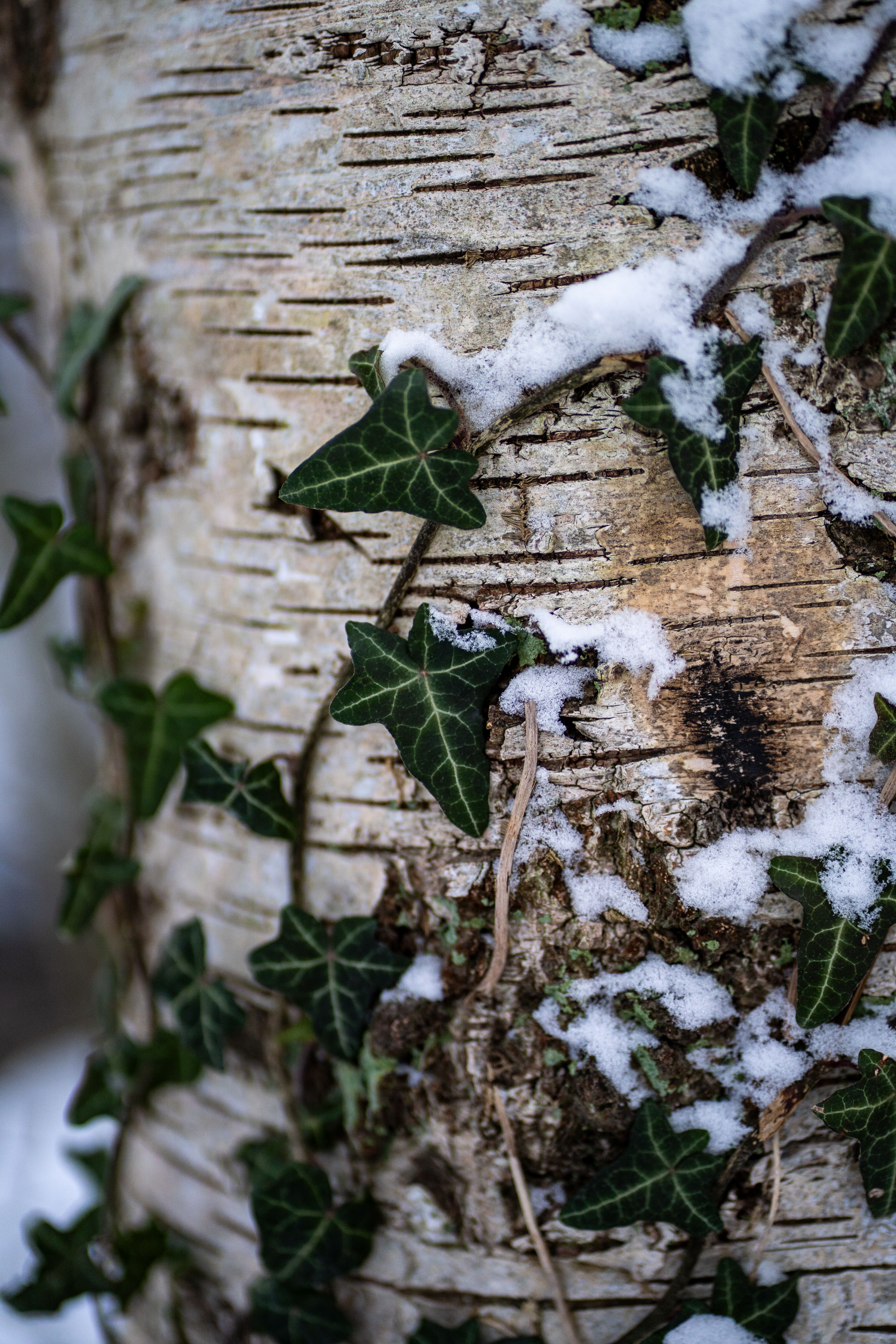 Winter Ivy Photos, Download The BEST Free Winter Ivy Stock Photos & HD ...