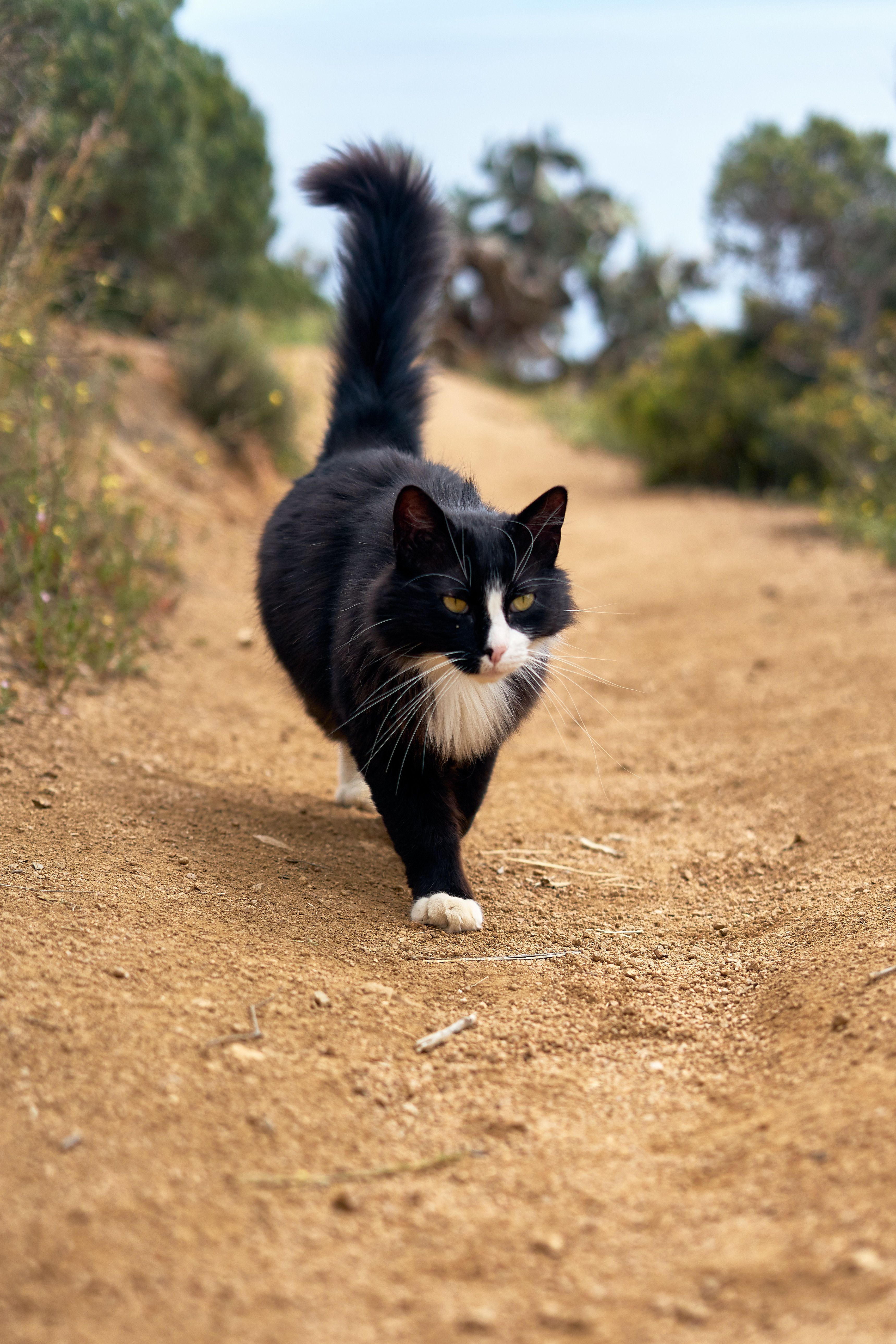 Goofy Ahh Cat Photos, Download The BEST Free Goofy Ahh Cat Stock Photos ...
