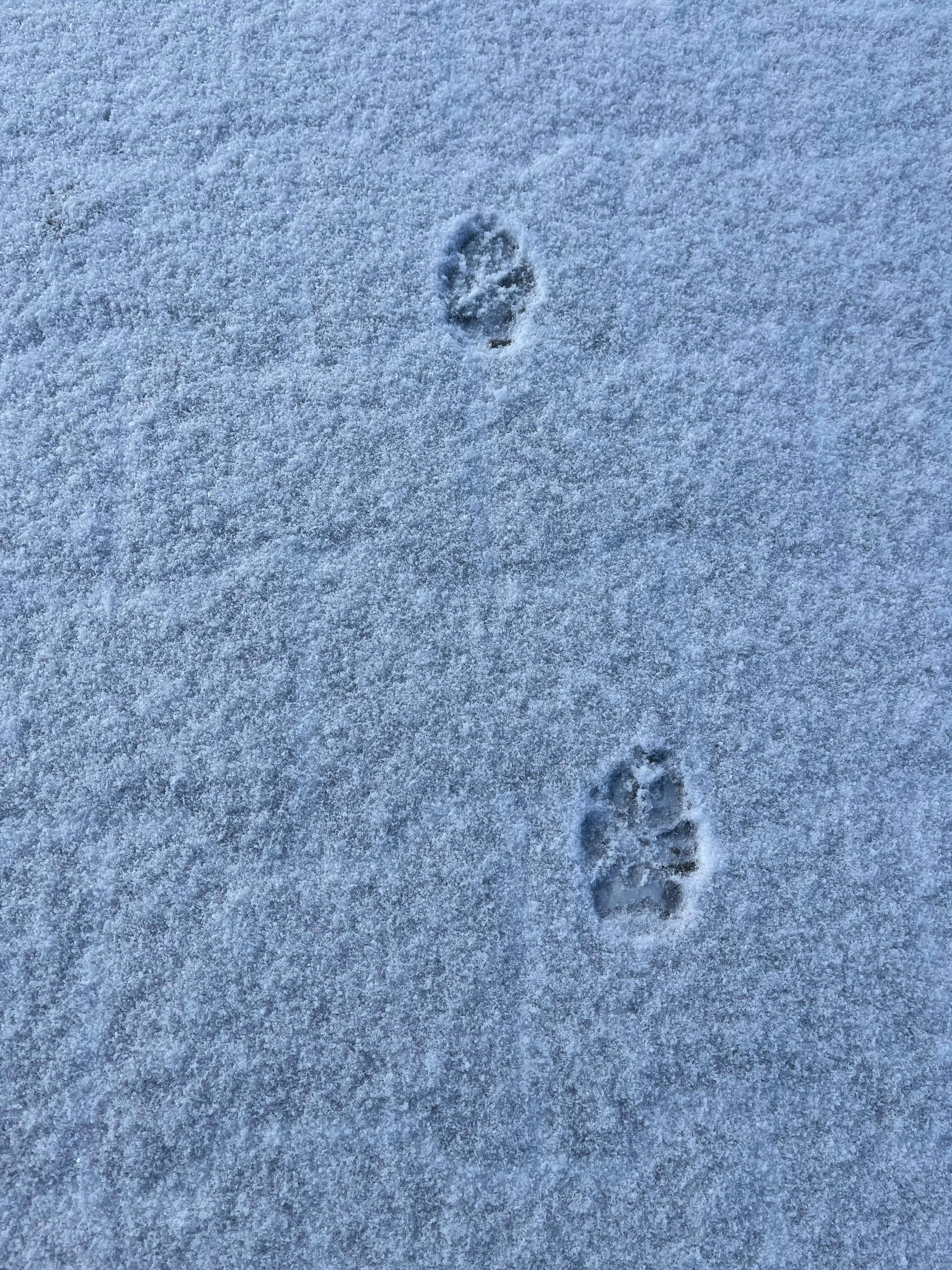 Dog Paws Footprints Wallpaper Photos, Download The BEST Free Dog Paws ...