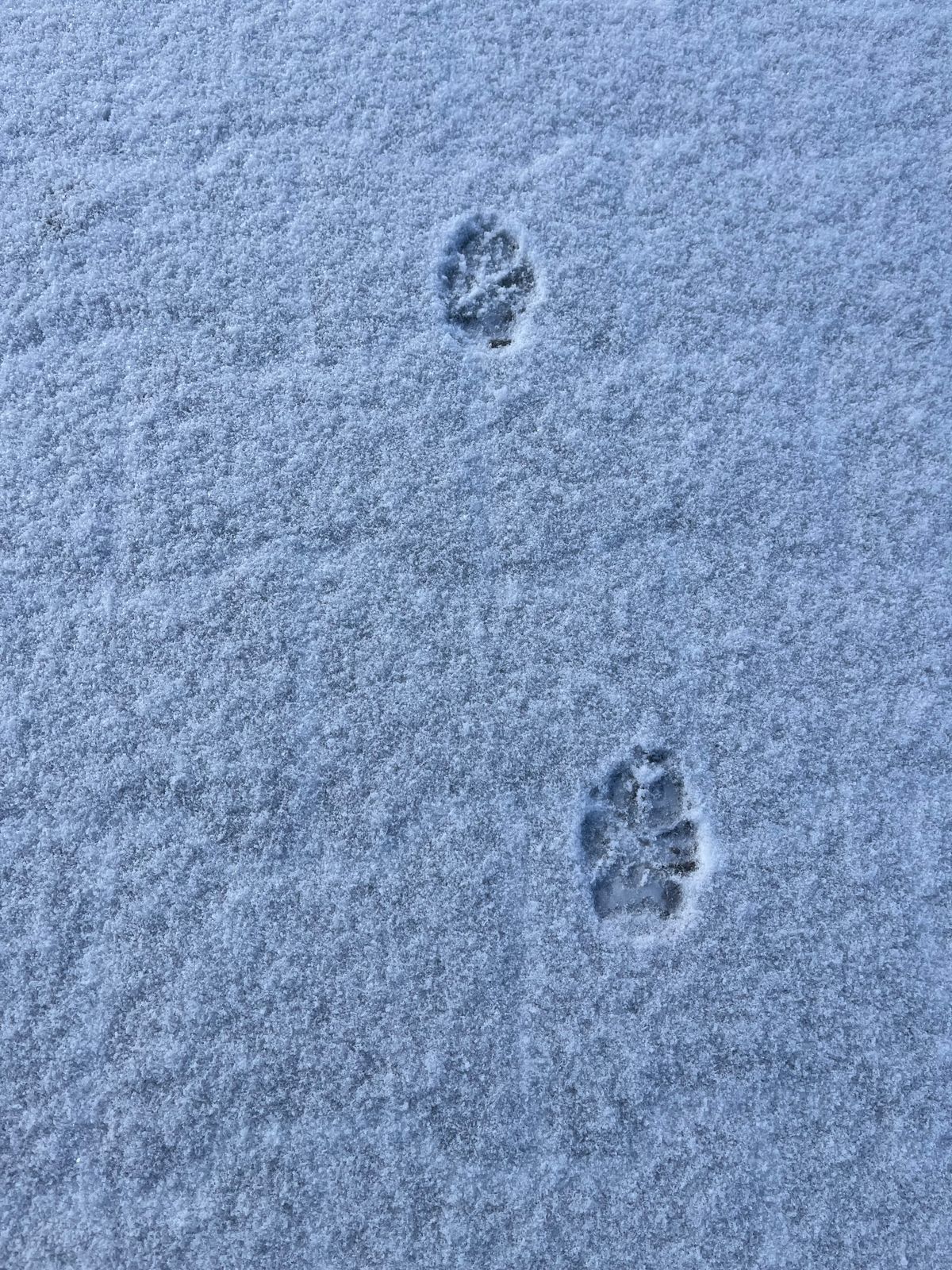 Paw Prints Photos, Download The BEST Free Paw Prints Stock Photos & HD ...