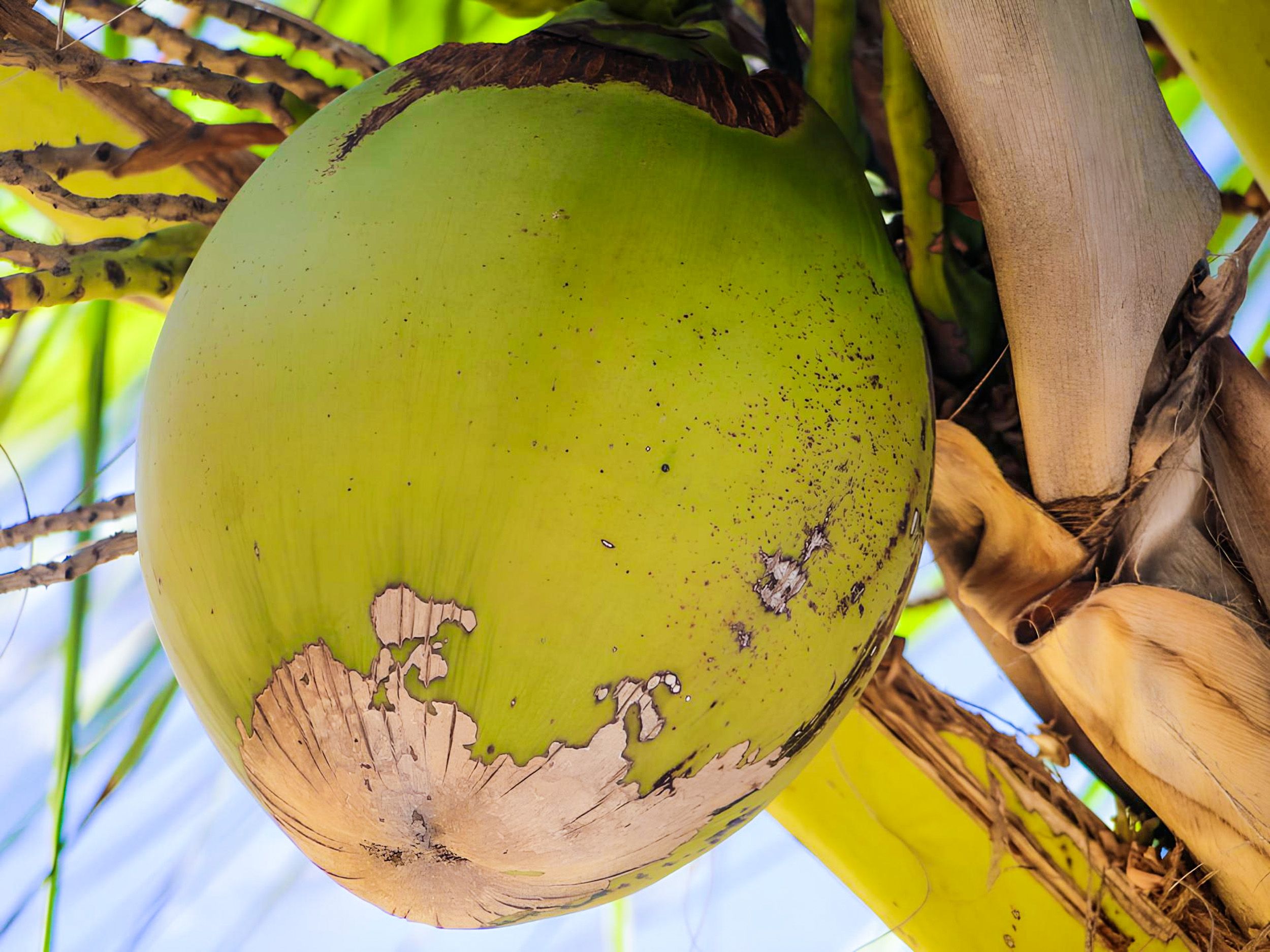 Coconut Pallets Photos, Download The BEST Free Coconut Pallets Stock ...