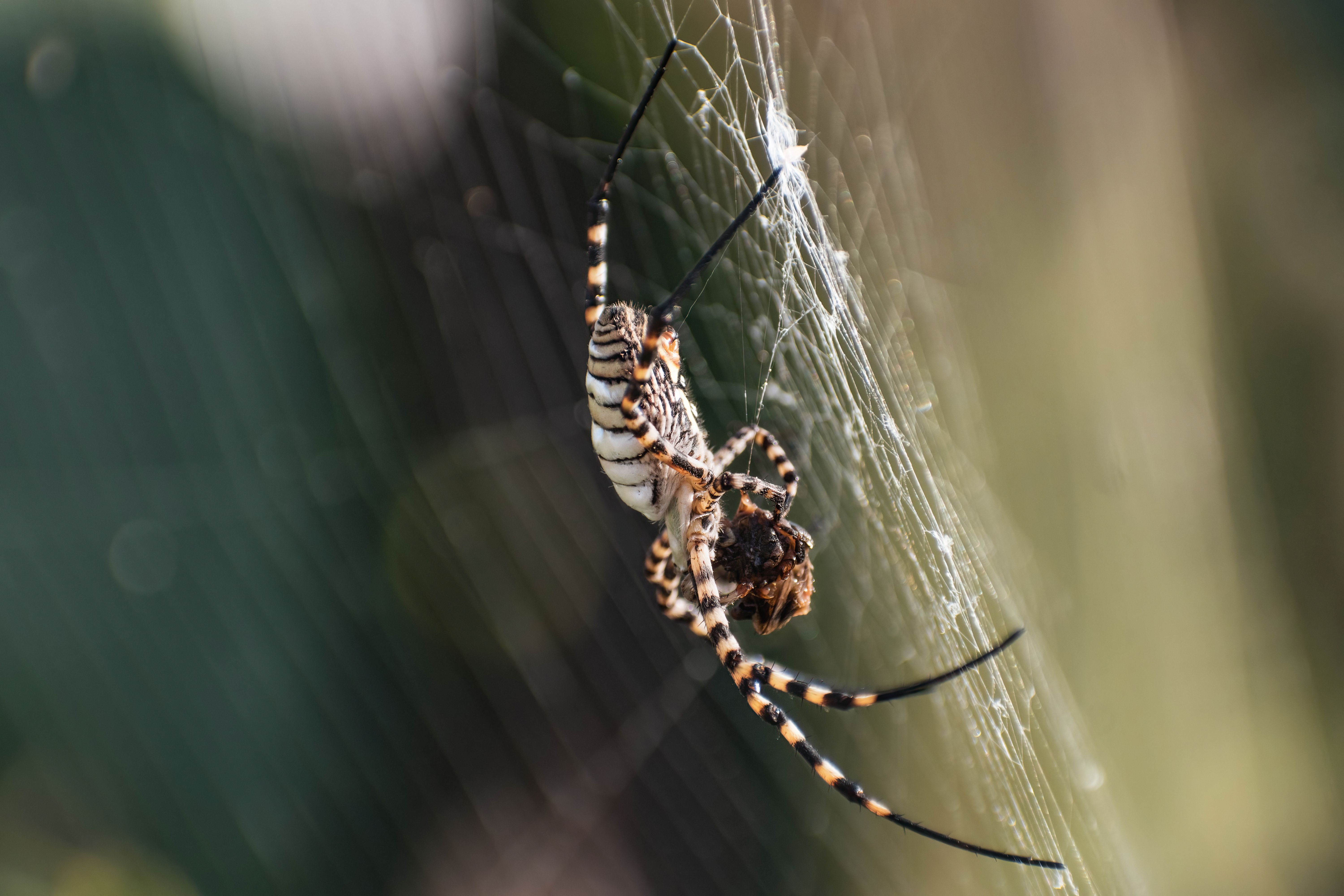 Senpai Spider Photos, Download The BEST Free Senpai Spider Stock Photos ...