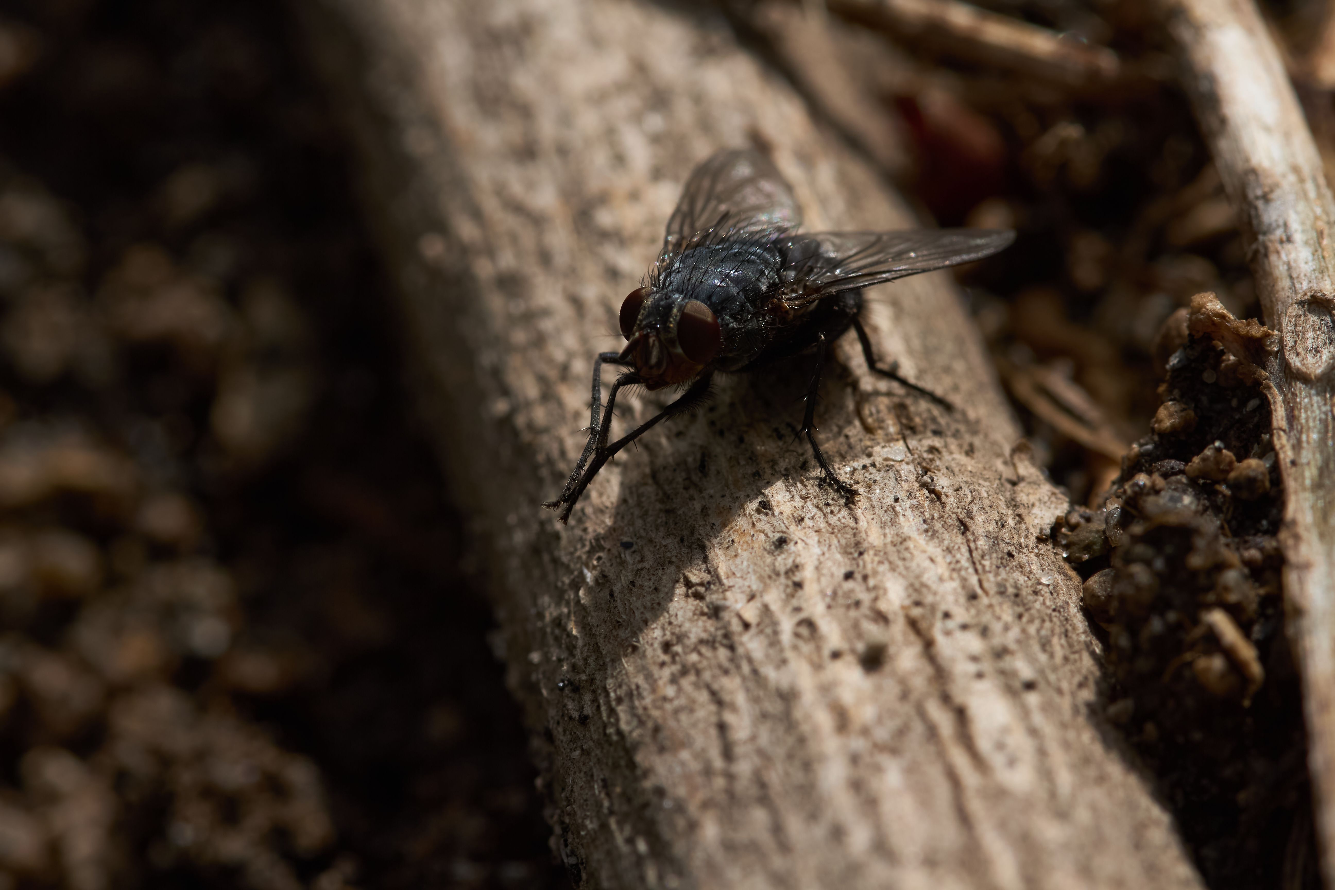 Close-up of Fly on Weathered Wood Outdoors · Free Stock Photo